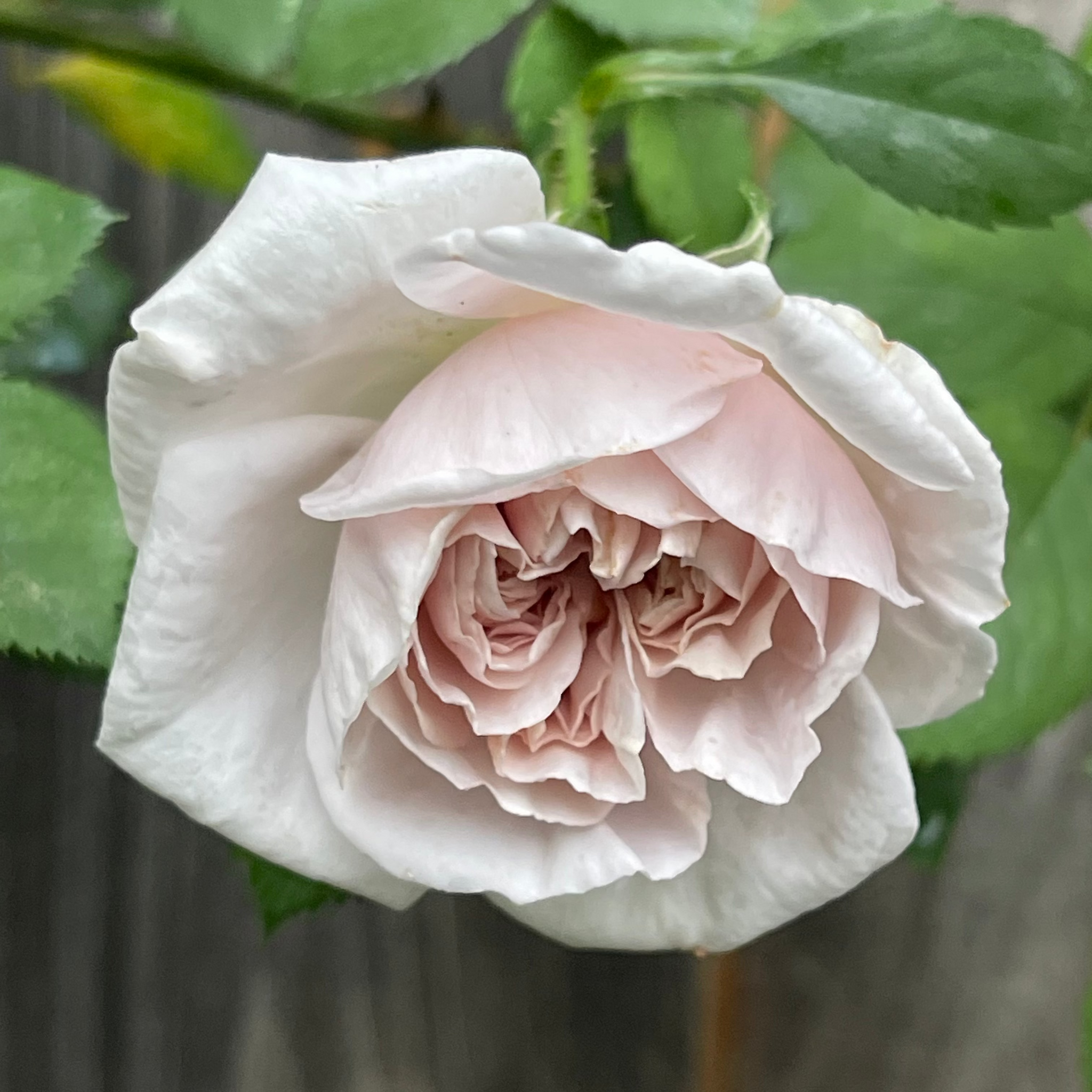 Ash Wednesday Potted Climbing Rose - Grace Rose Farm