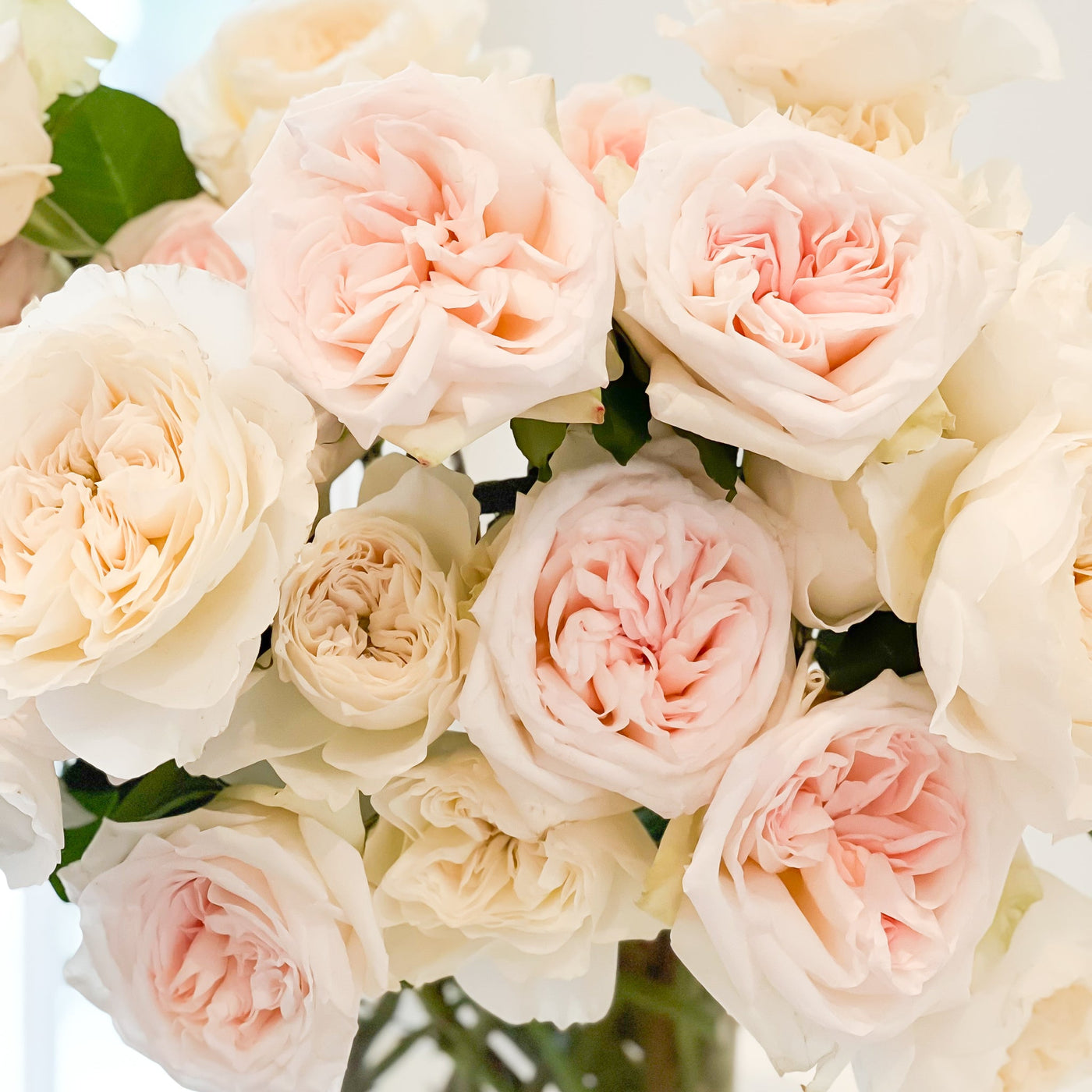 Cream Roses | From White O'Hara To Princess Maya | Grace Rose Farm