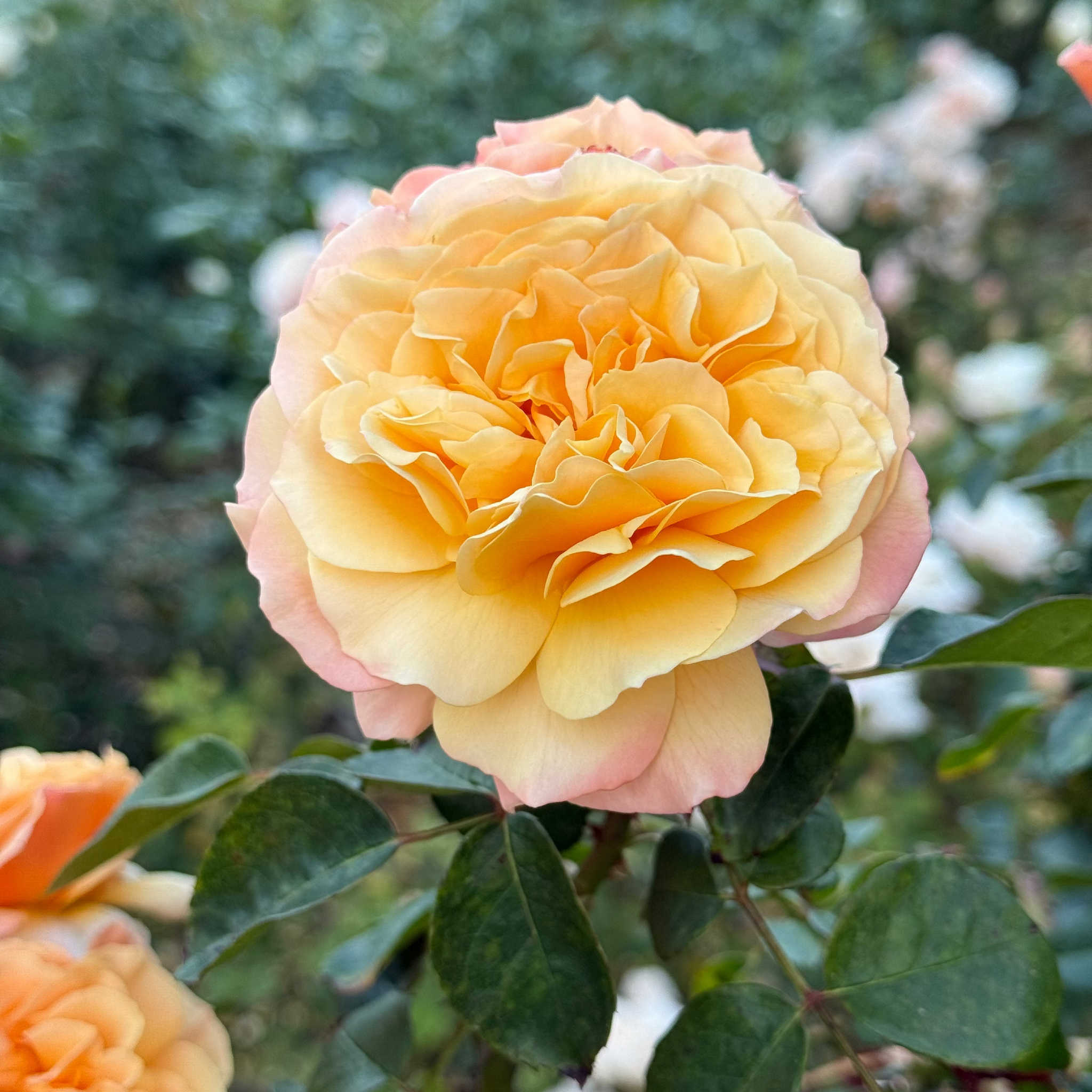 Forever Amber™ Potted Rose Bush - Grace Rose Farm