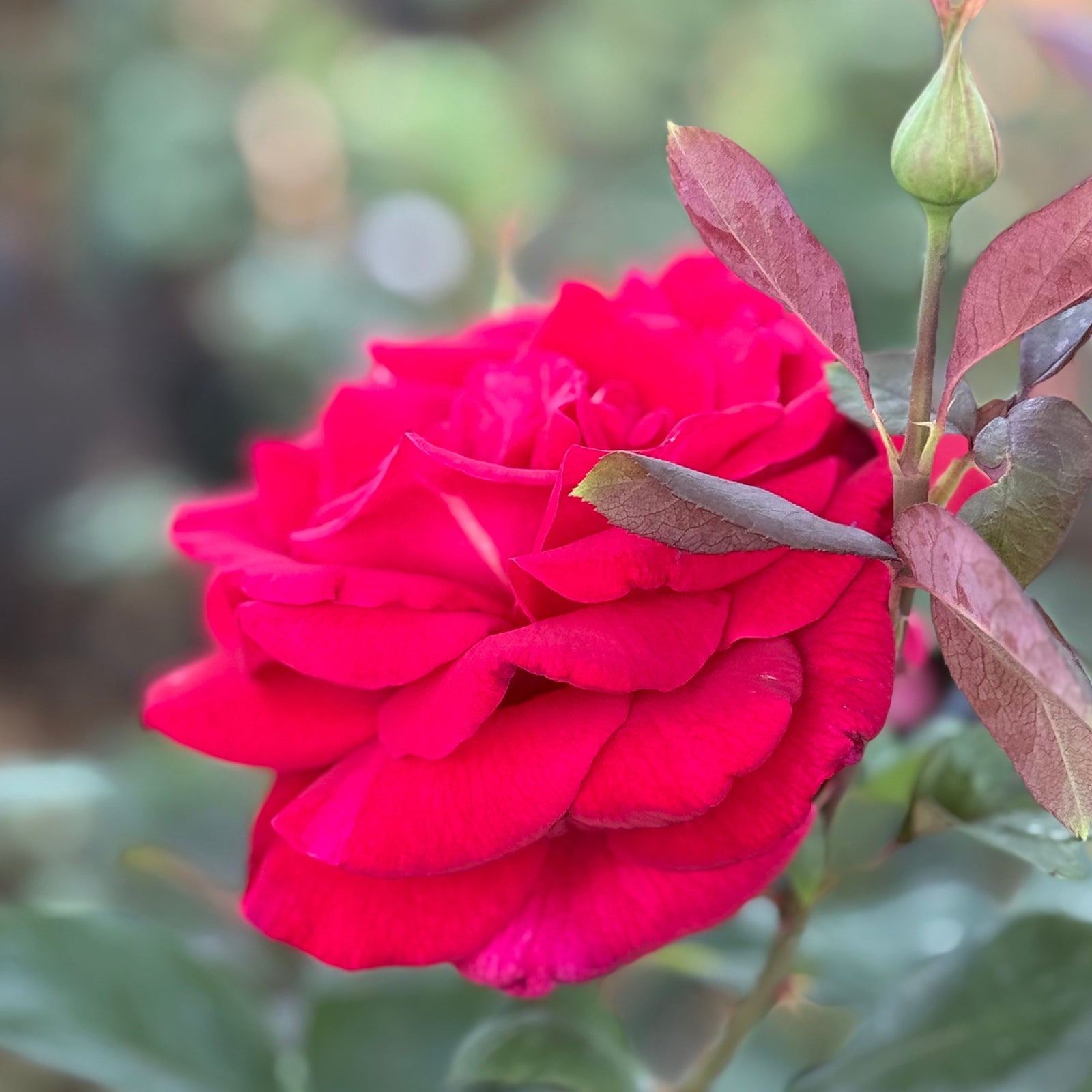 Red Rose Bushes | Deep Red And Burgundy Varieties | Grace Rose Farm