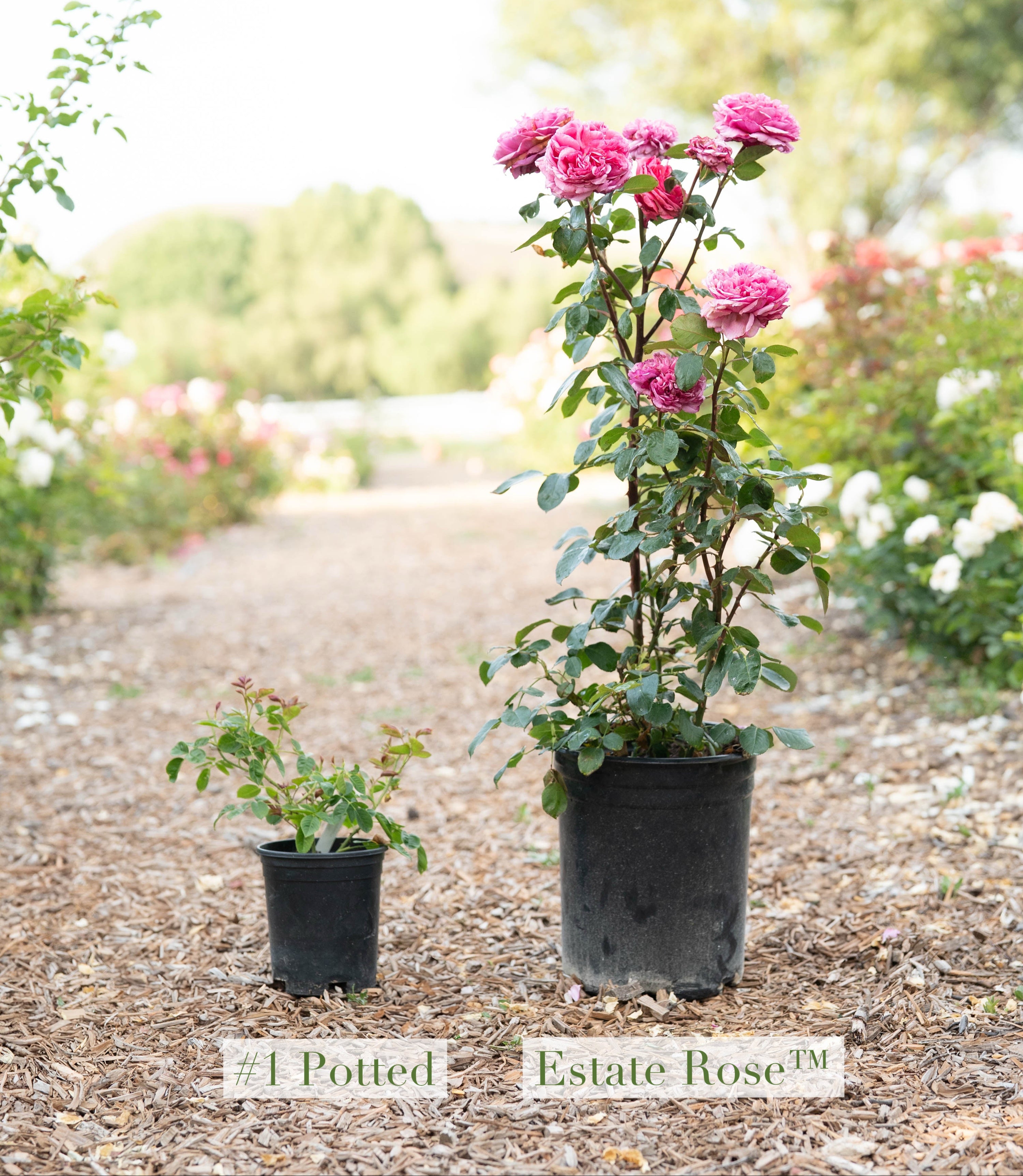 Elle® Potted Rose Bush - Grace Rose Farm