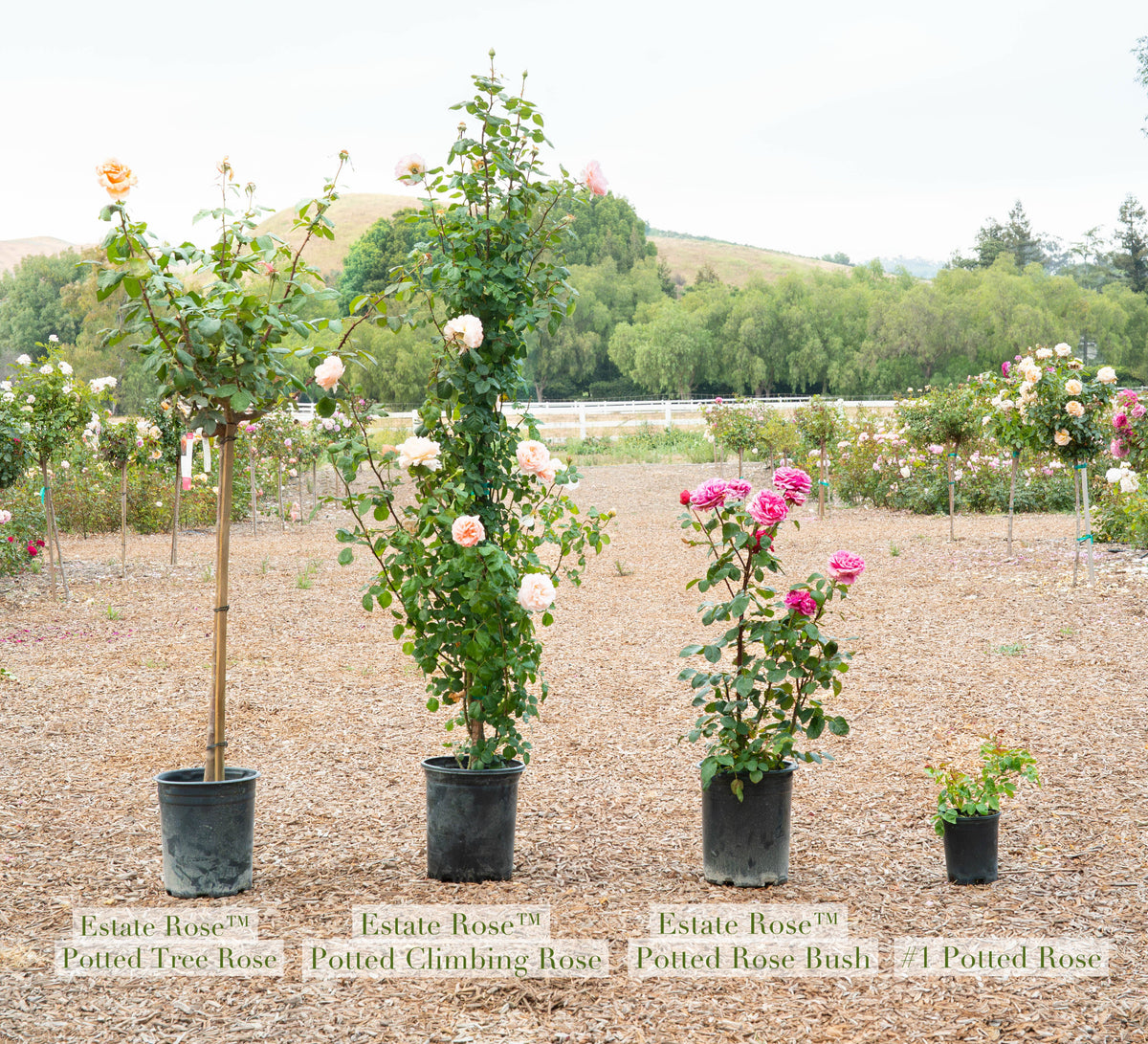 David Austin® Gabriel Oak Potted Rose Bush - Grace Rose Farm