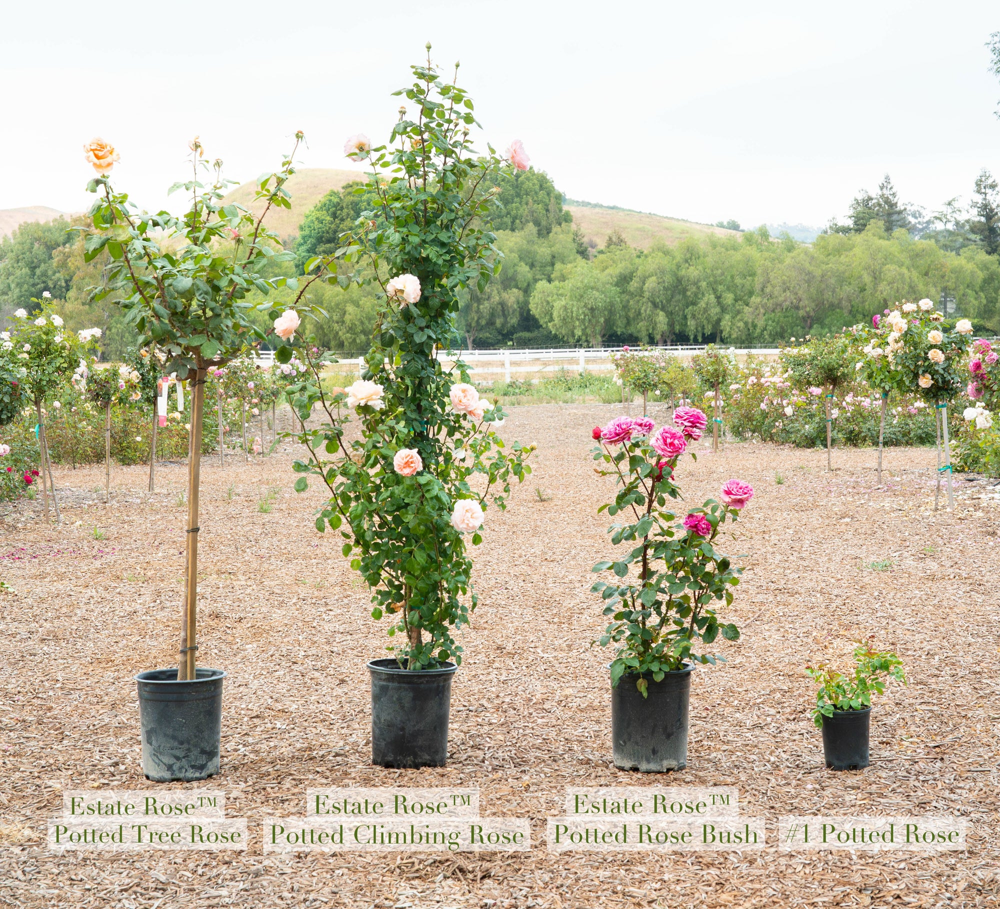 Sweet Starlight Hydrangea Tree | Hardy Panicle Hydrangea | Grace Rose Farm