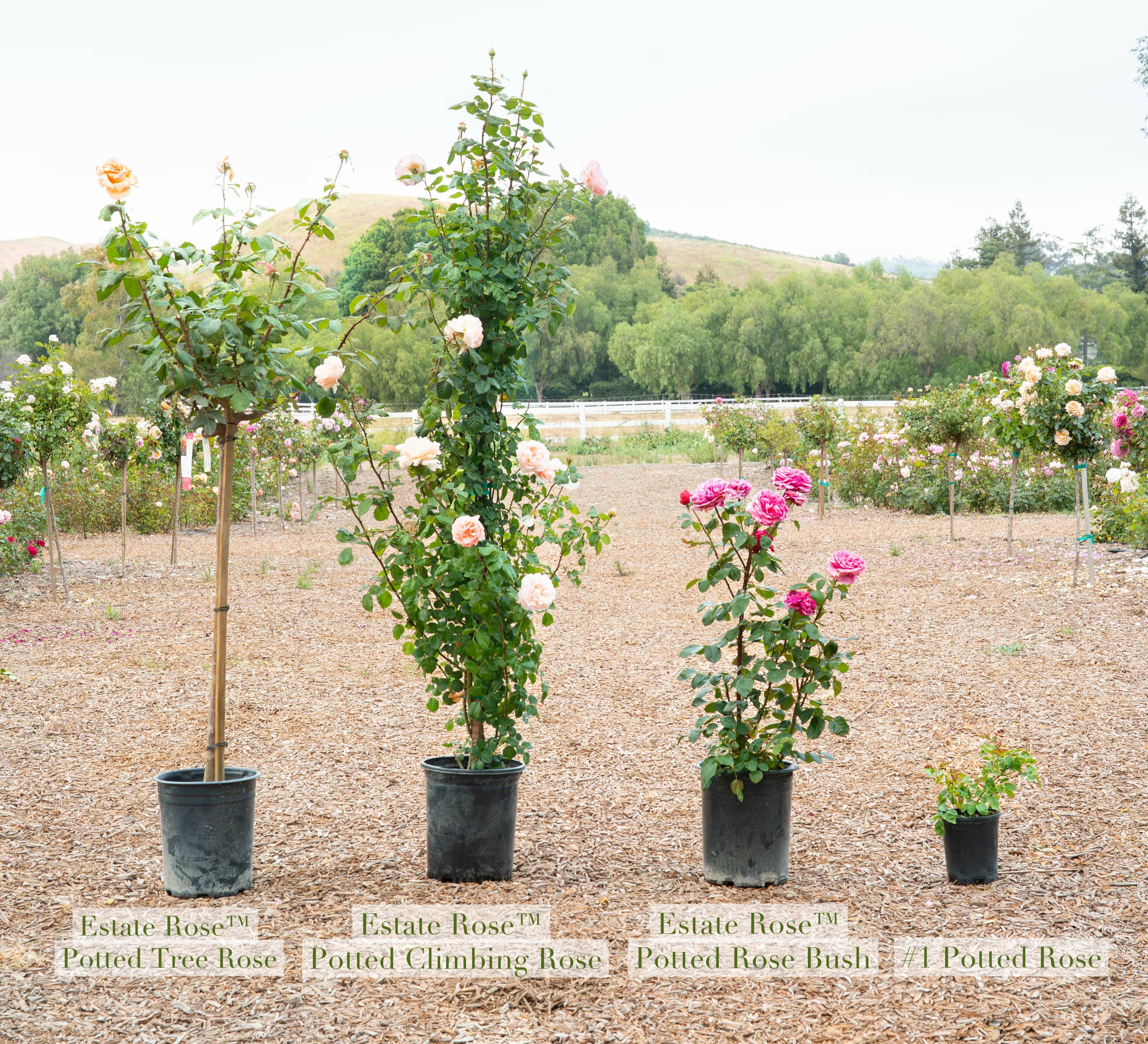 Elle® Potted Rose Bush - Grace Rose Farm