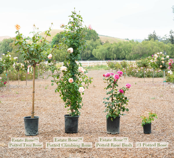 Colette™ Potted Climbing Rose - Grace Rose Farm