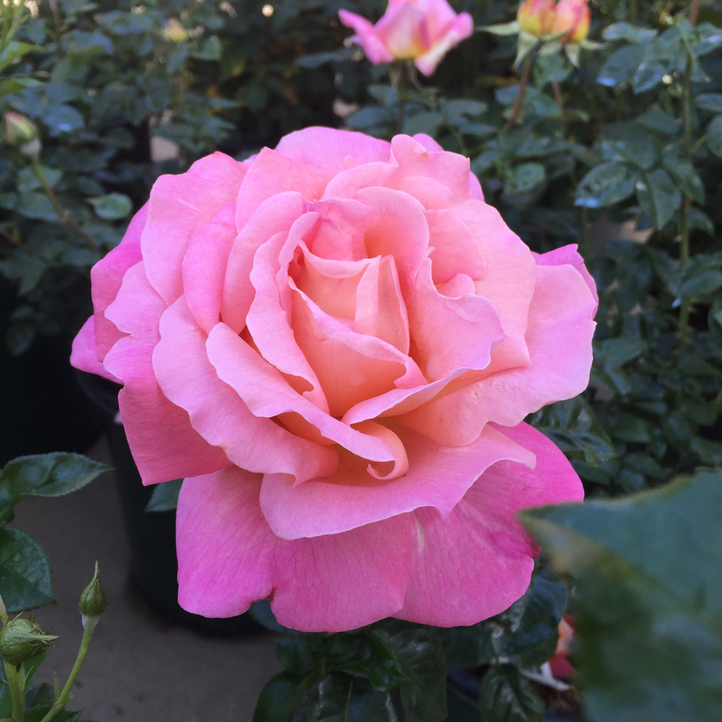 Elle® Potted Rose Bush - Grace Rose Farm