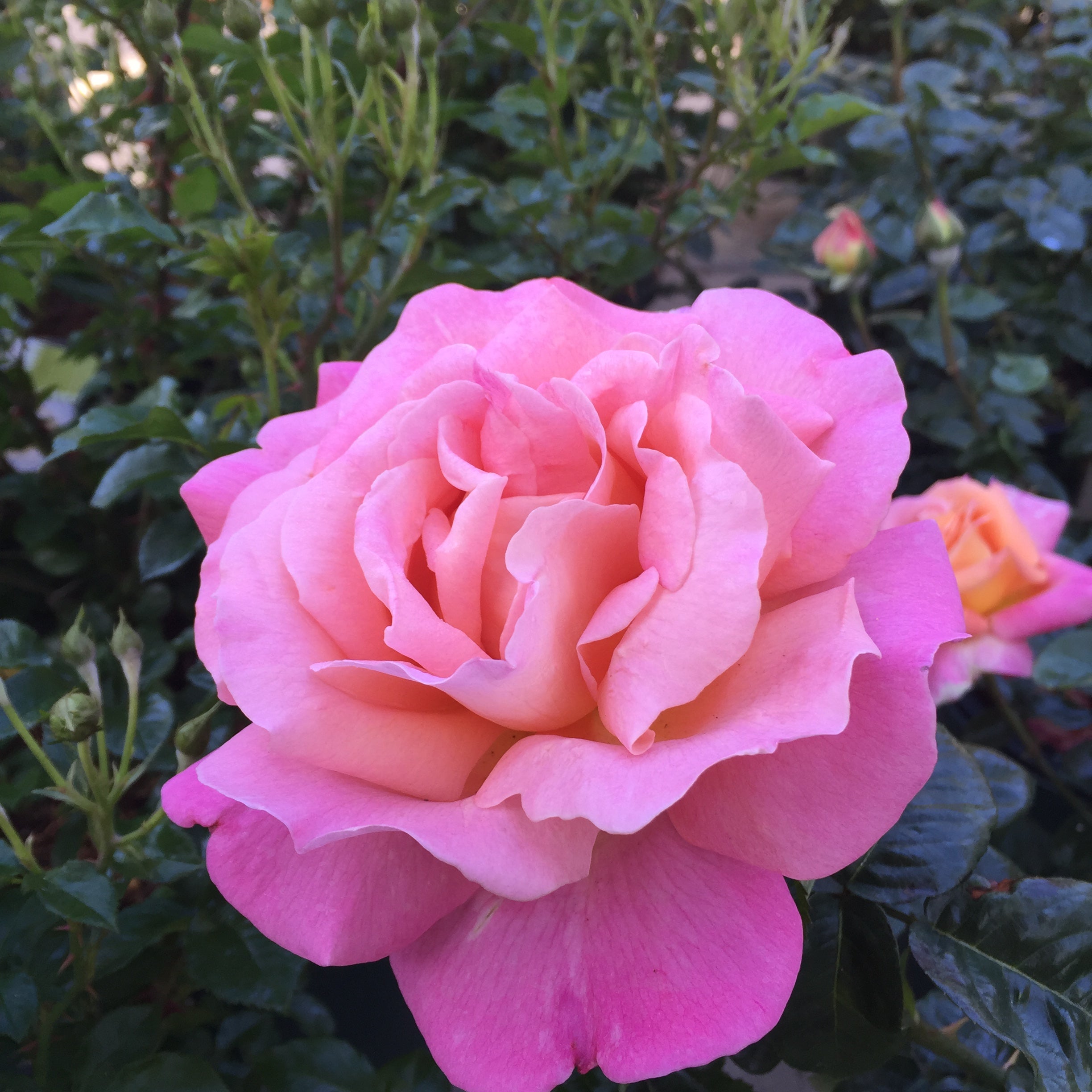 Elle® Potted Rose Bush - Grace Rose Farm