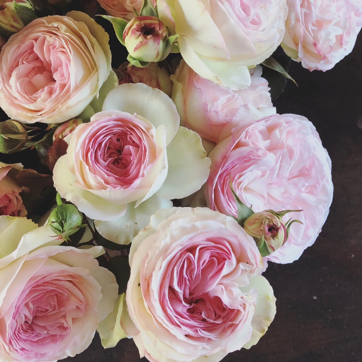 Gracie's Better Bare Root™ - White or Cream Roses - Grace Rose Farm