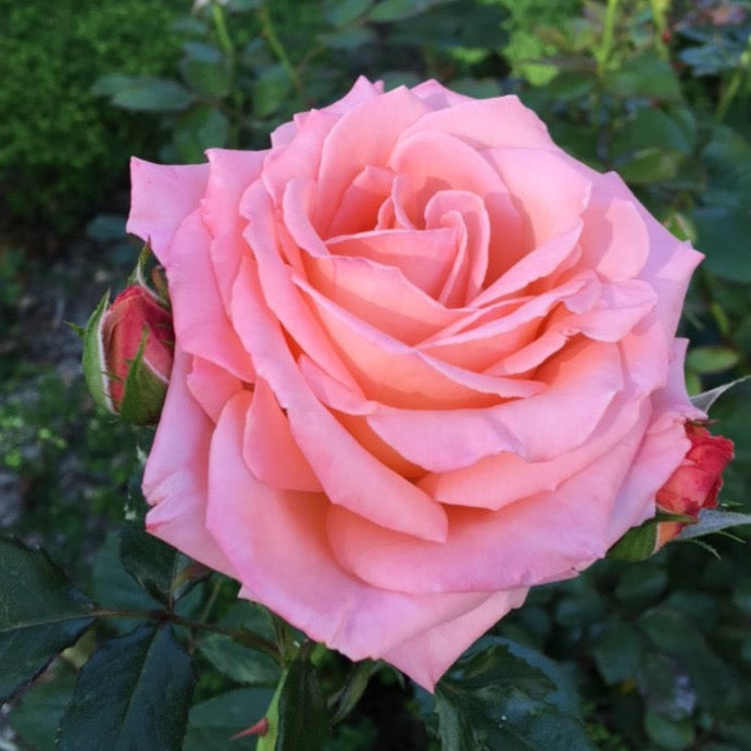 Elle® Potted Rose Bush - Grace Rose Farm