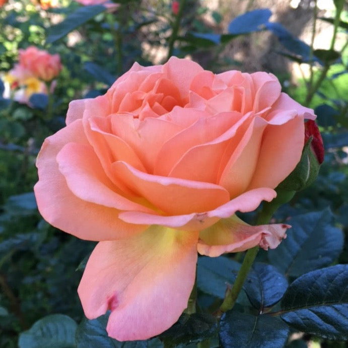 Elle® Potted Rose Bush - Grace Rose Farm