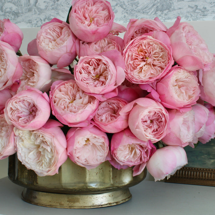 Our Most Loved Roses - Grace Rose Farm