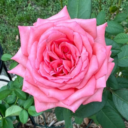 Canada Blooms Rose Bush | Garden Rose Plant | Grace Rose Farm