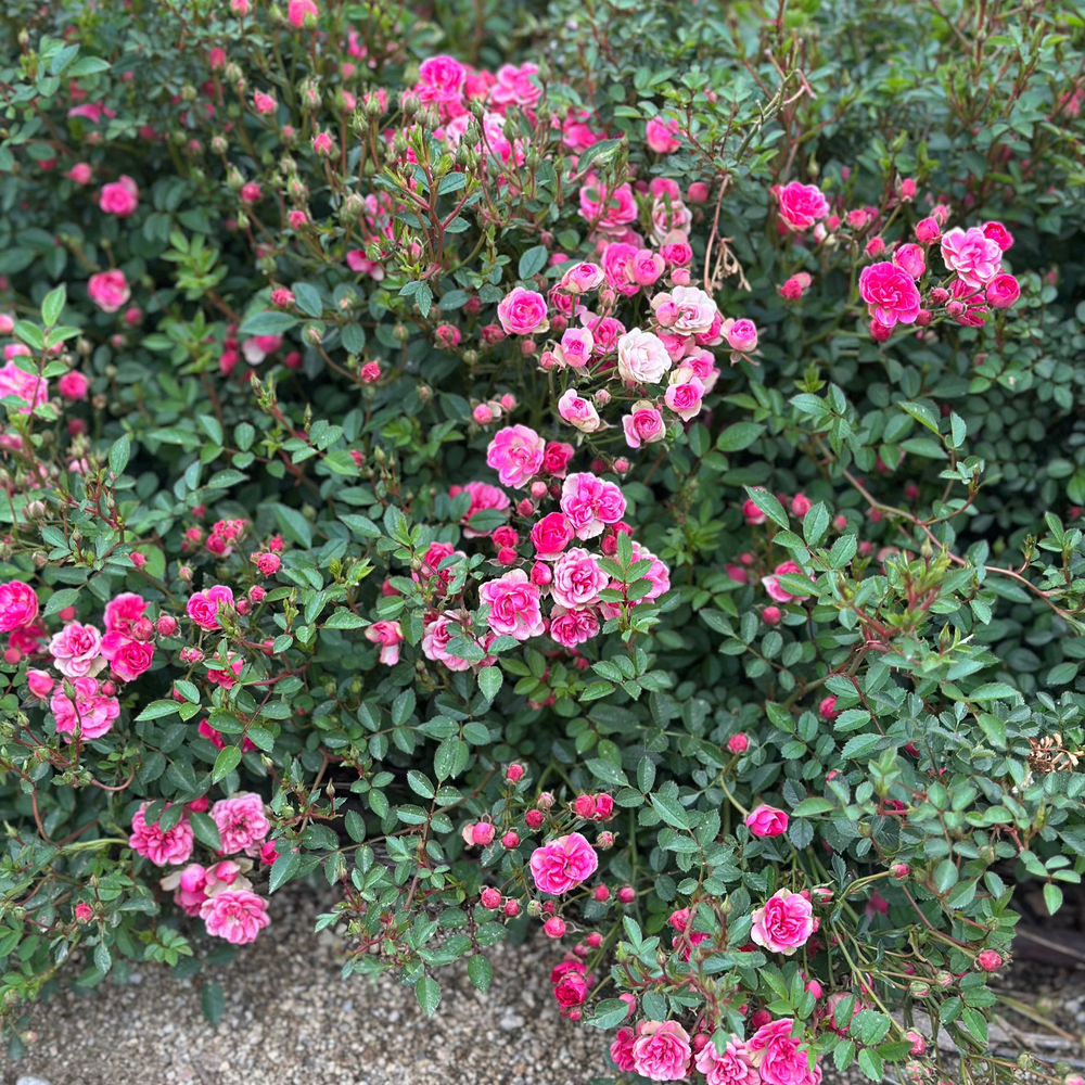 Grace Rose Farm