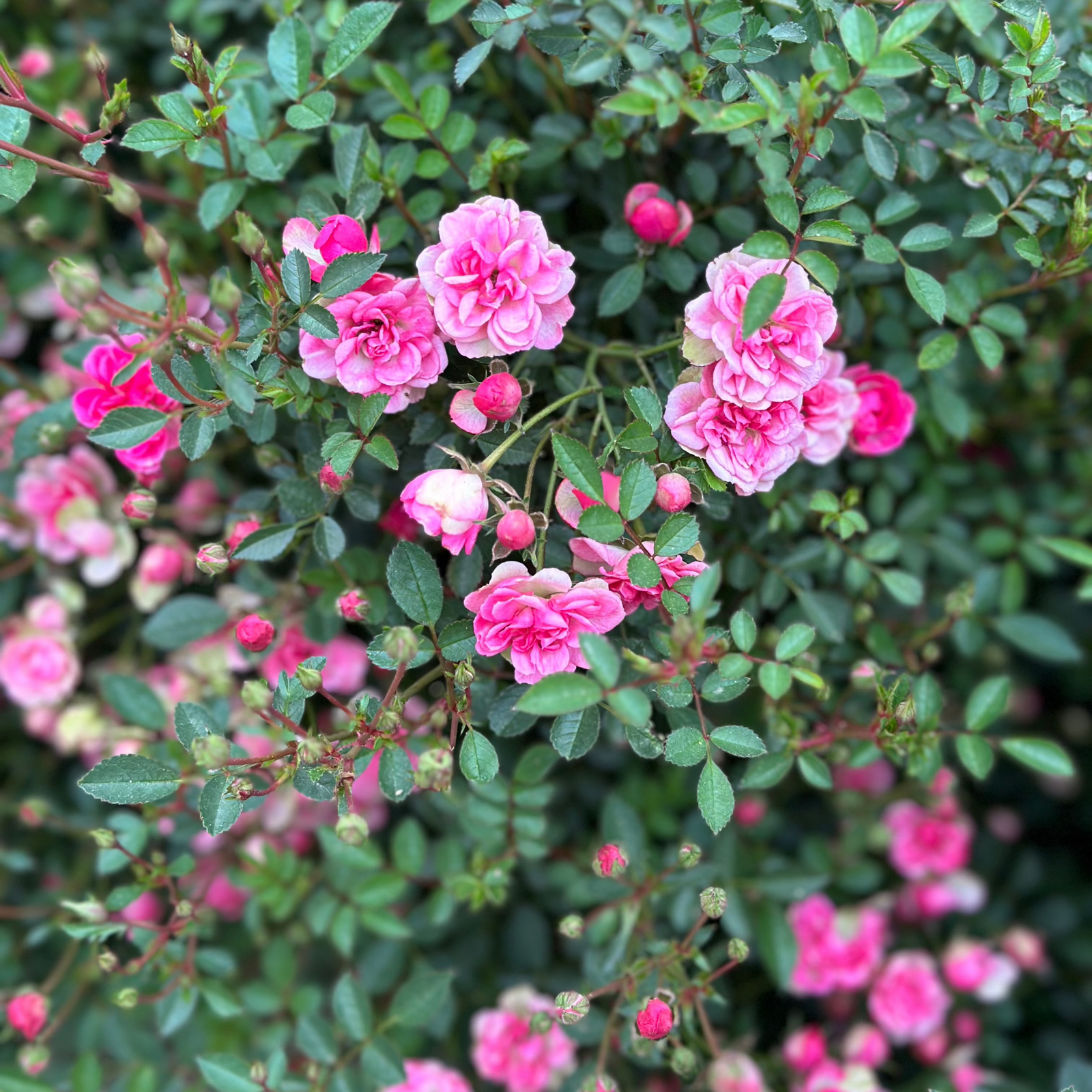 Rose Bush Collection - Grace Rose Farm