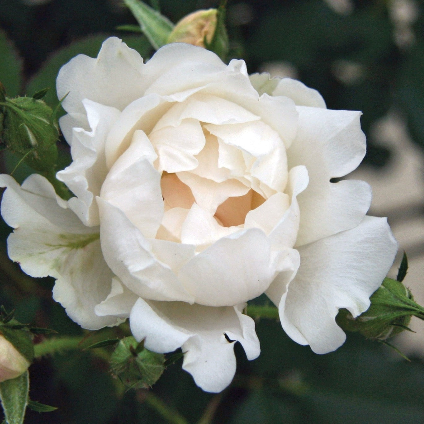 Icecap Tree Rose | White Landscape Rose Tree | Grace Rose Farm