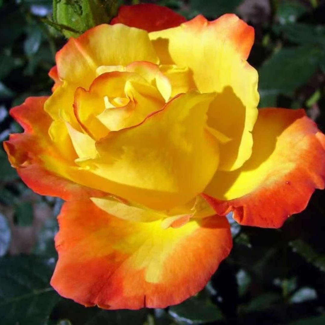 Judy Garland Potted Rose Bush - Grace Rose Farm