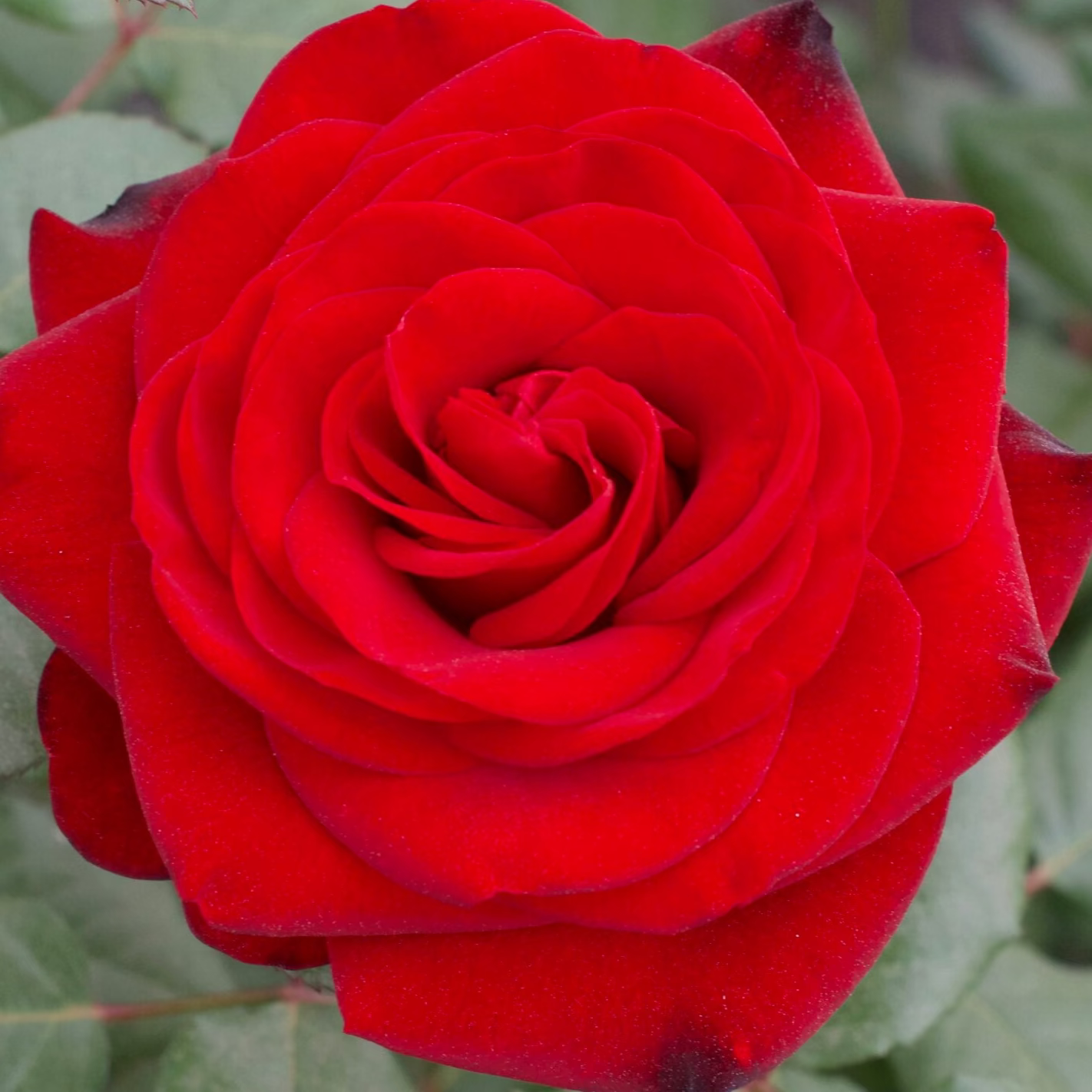 Forever Yours® Potted Rose Bush - Grace Rose Farm