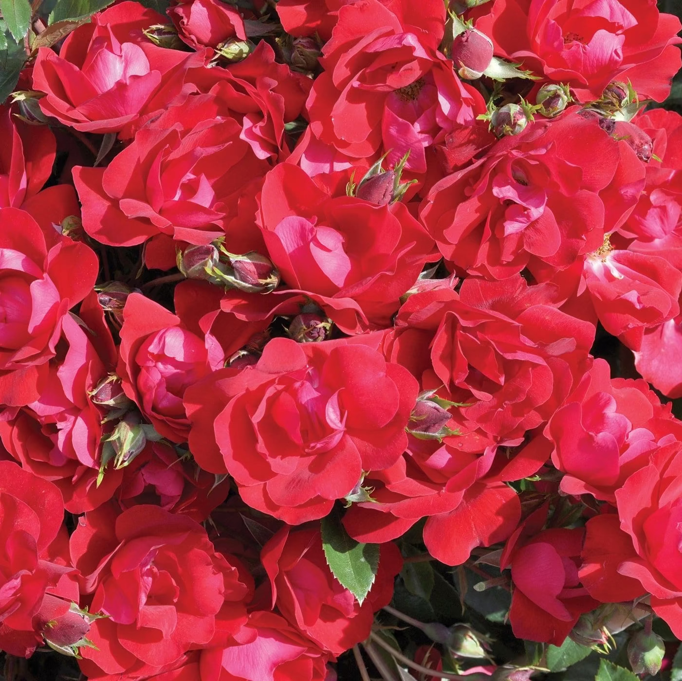 Kolorscape® Kardinal™ Potted Rose Bush - Grace Rose Farm