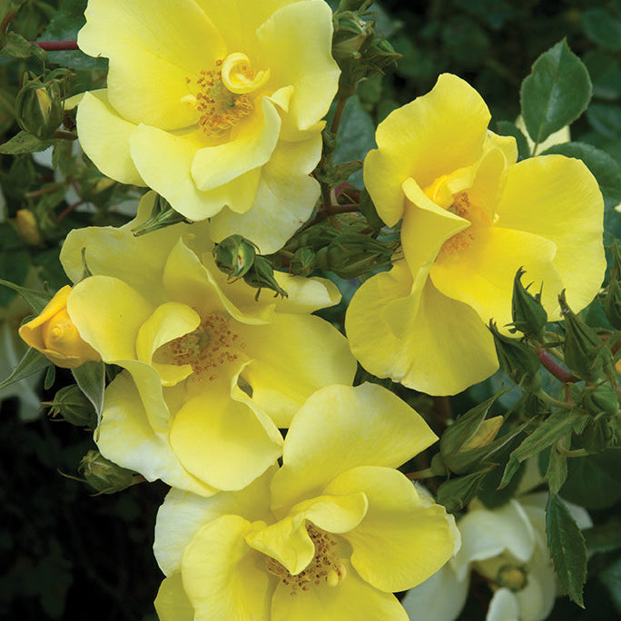 Limoncello Potted Rose Bush | Disease Resistant Yellow Rose | Grace ...