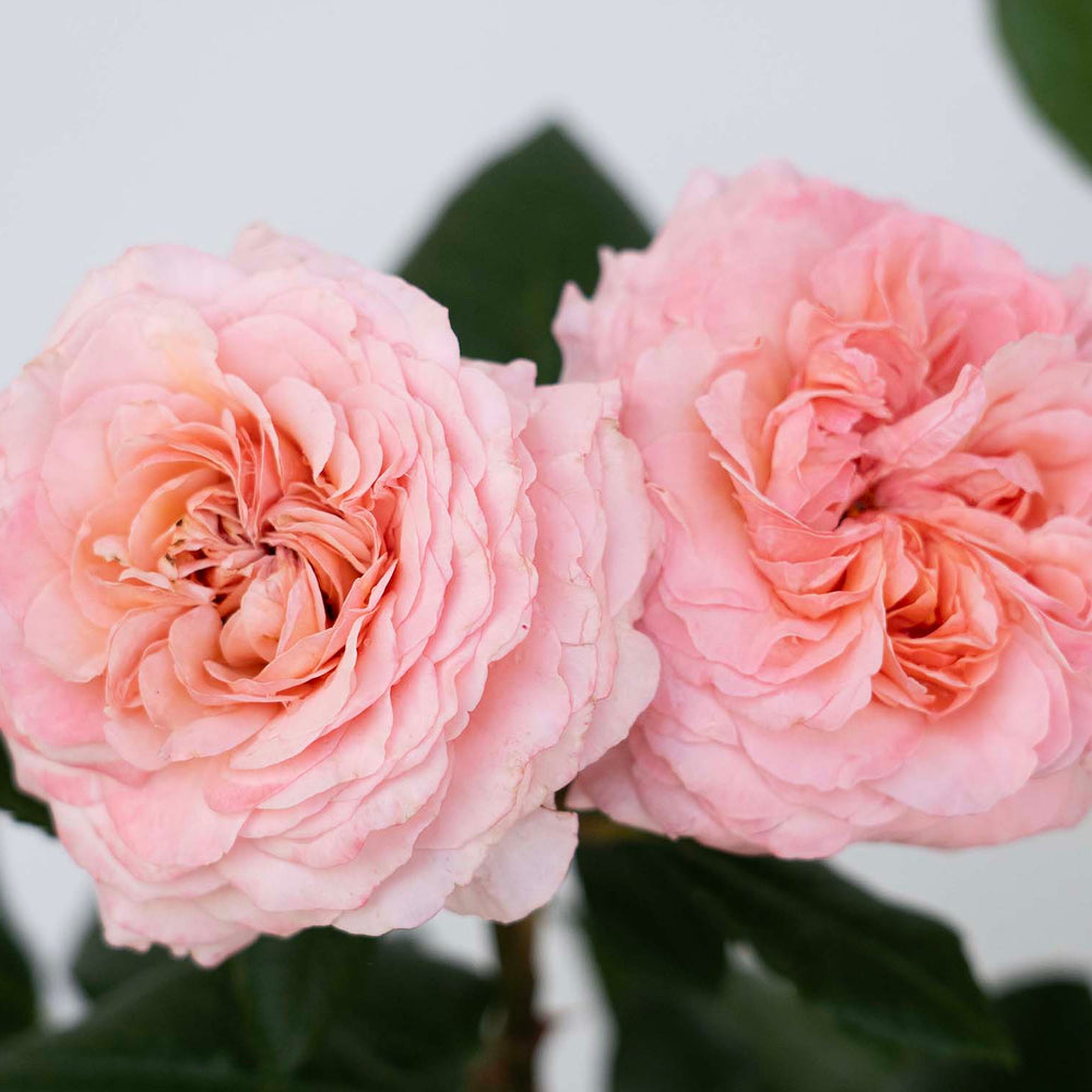 Gracie's Better Bare Root™ Roses - Grace Rose Farm