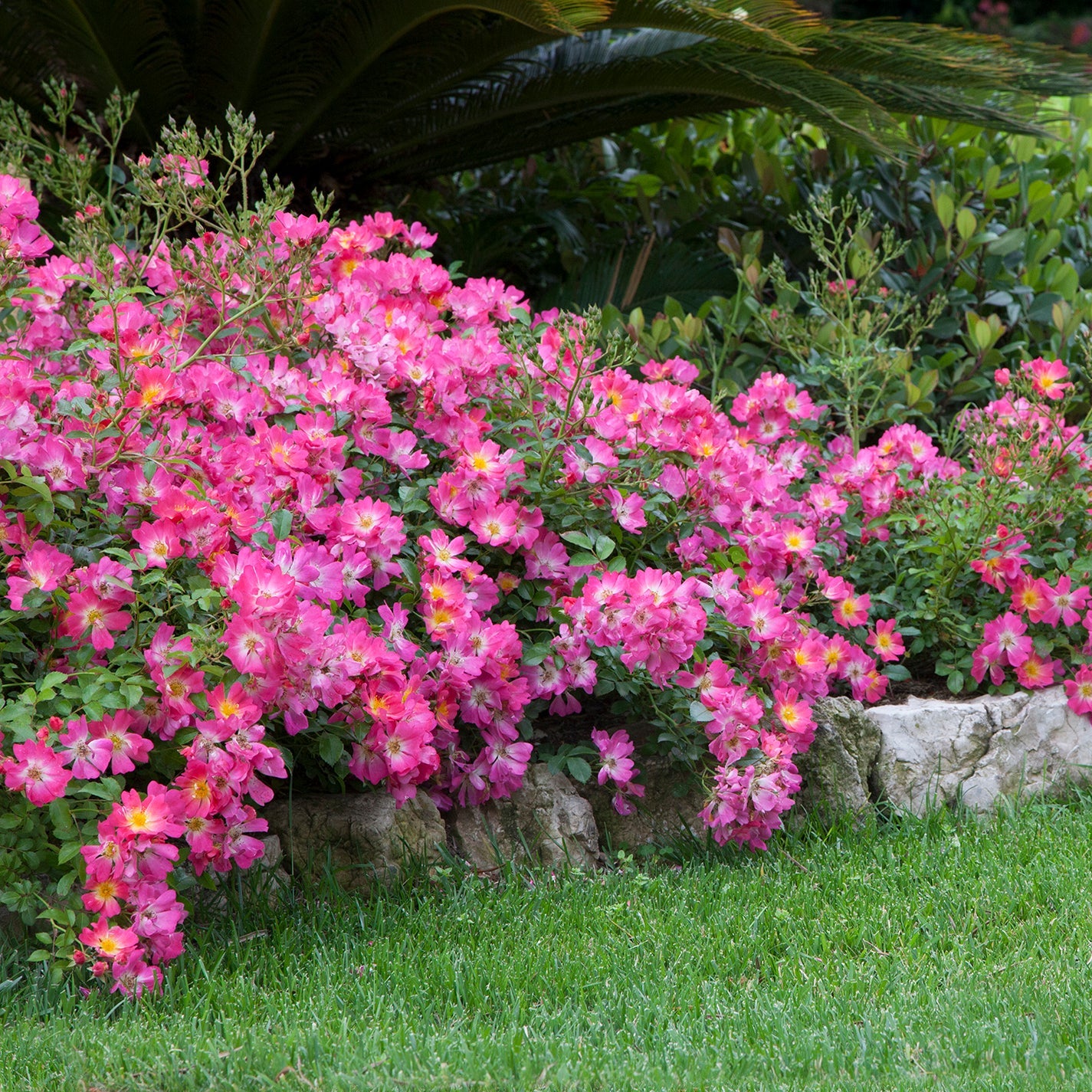 Ribbons of Roses™ Bundles of Bare Root Roses - Pink Drift® - Pack of 1