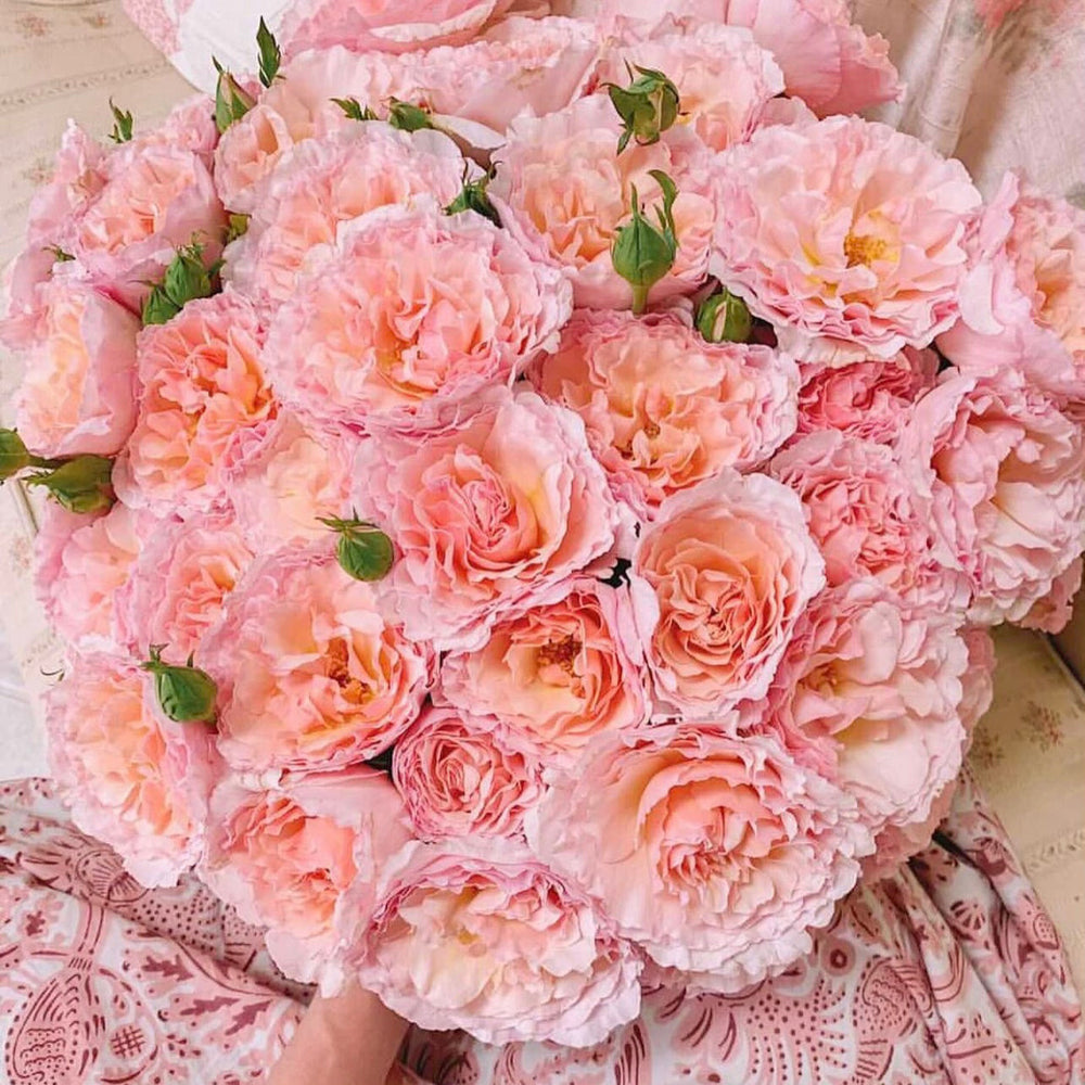 Bare Root Roses | Climbers & Budded Varieties | Grace Rose Farm