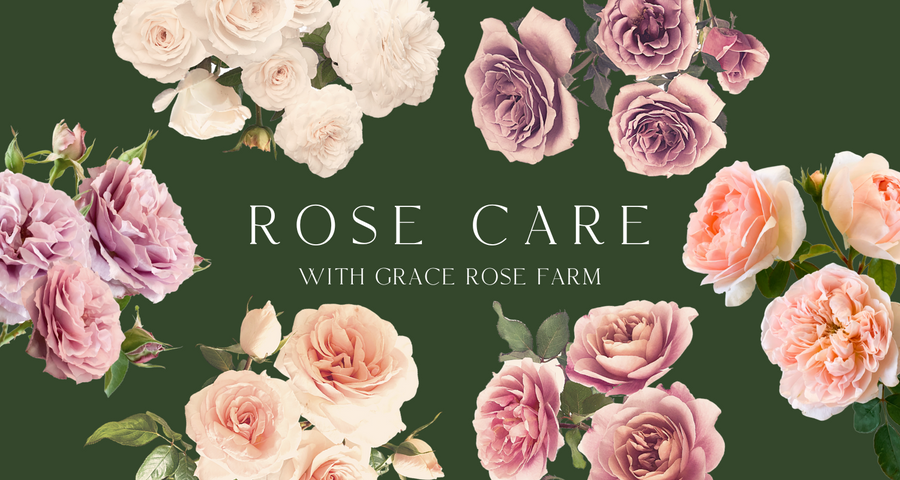 Rose Bush Care