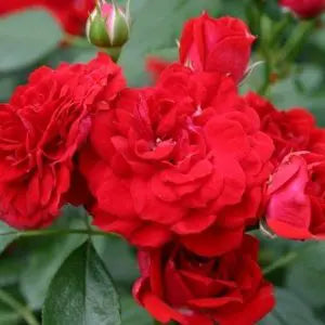 Veranda® Roxanne Potted Rose Bush - Grace Rose Farm