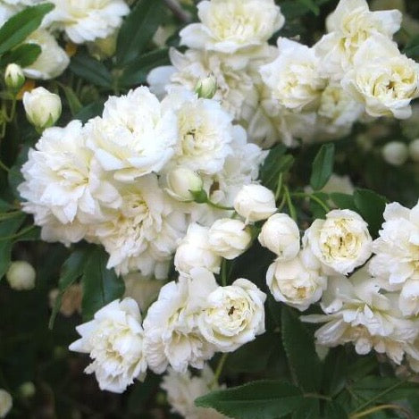 Purezza Banks Potted Climbing Rose - Grace Rose Farm
