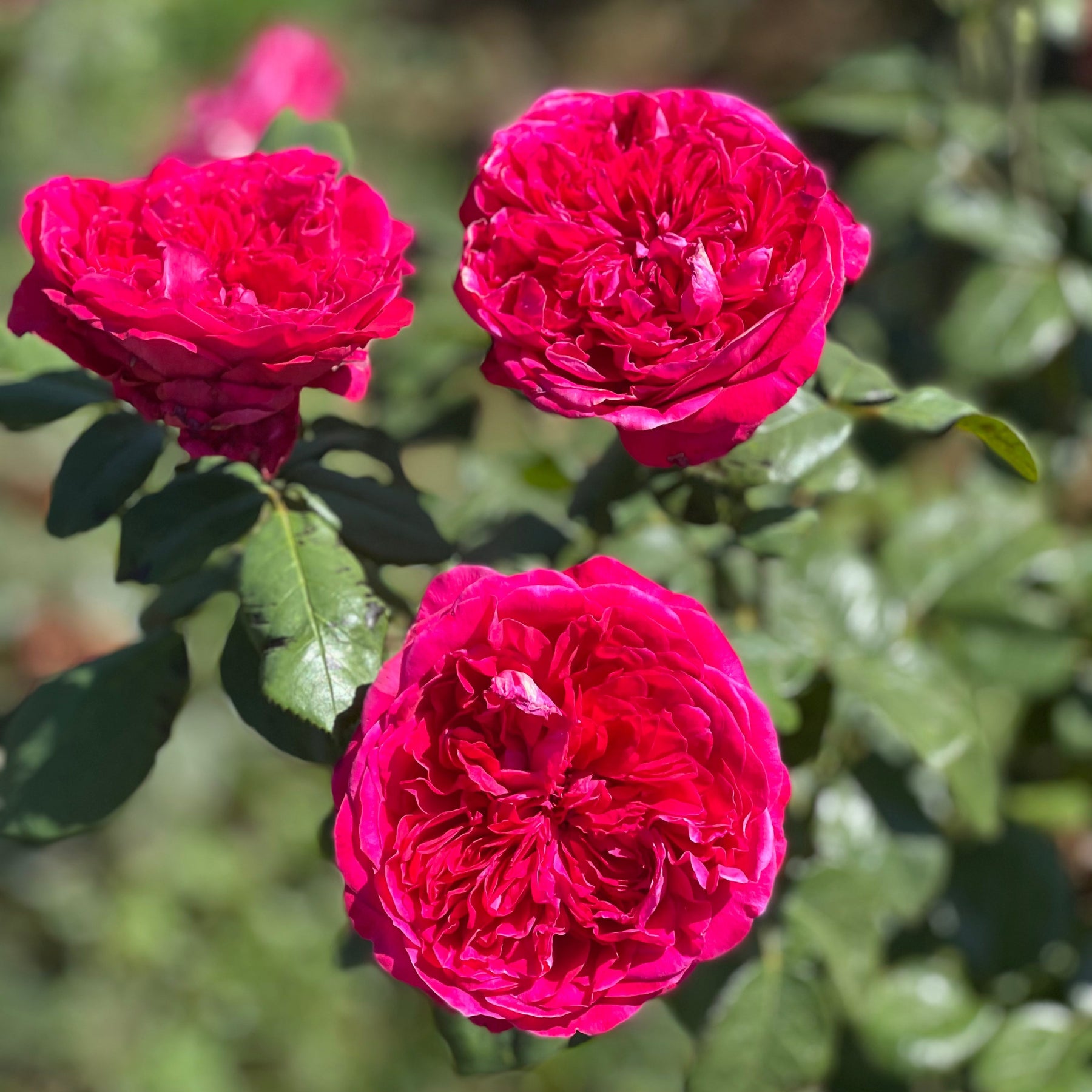 Rose Bush Collection - Grace Rose Farm
