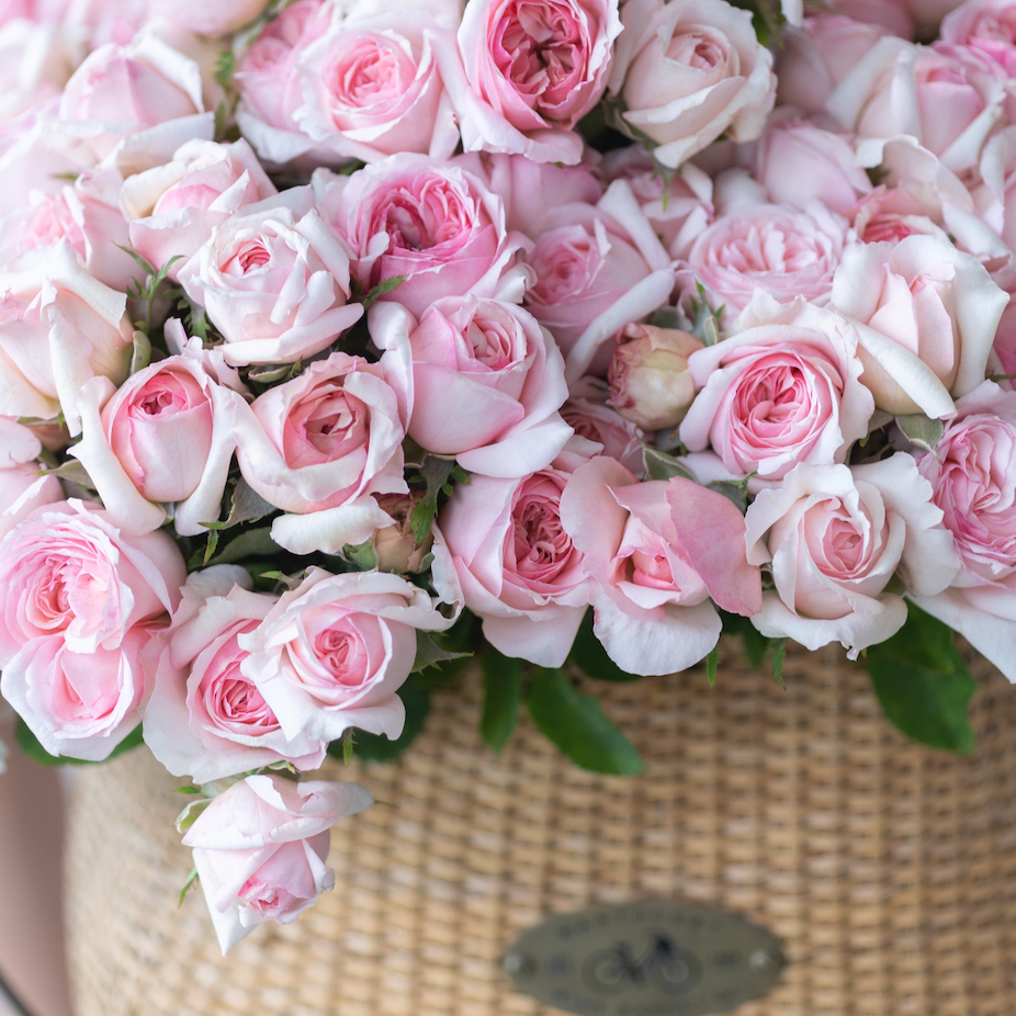 GARDEN ROSES: The Complete Guide to Growing & Arranging Spectacular Bl ...