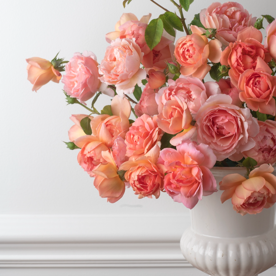 GARDEN ROSES: The Complete Guide to Growing & Arranging Spectacular Bl ...