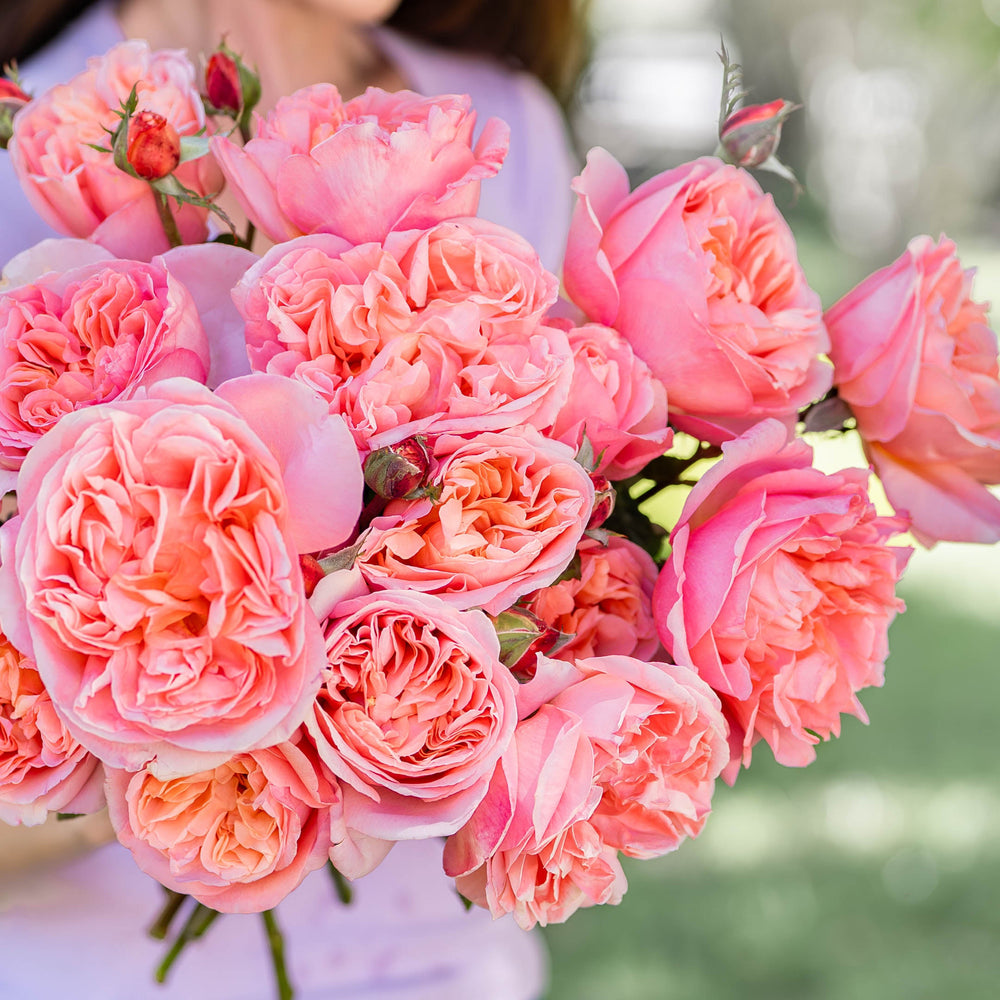 Bare Root Roses | Climbers & Budded Varieties | Grace Rose Farm