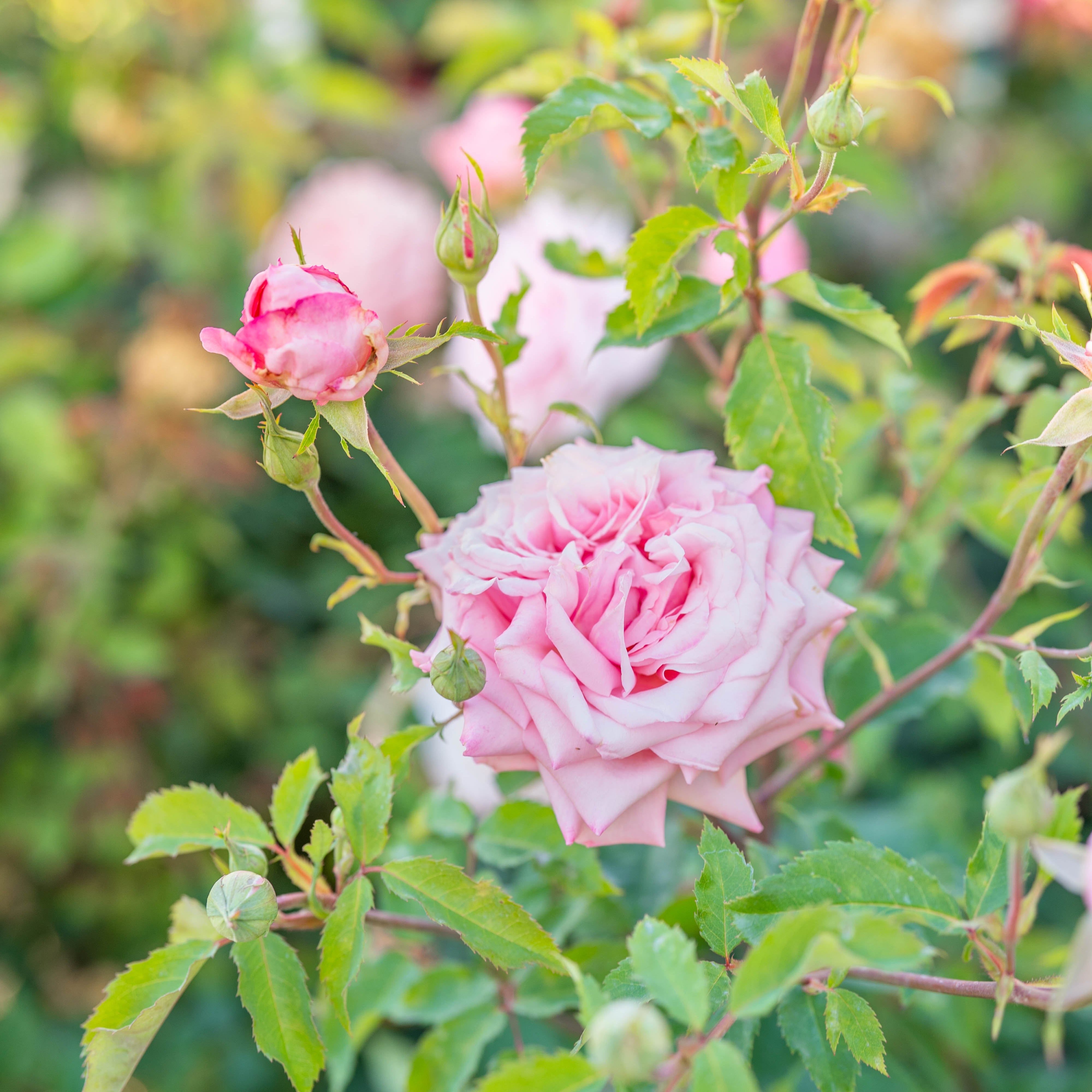 Belinda's Dream® Potted Rose Bush - Grace Rose Farm