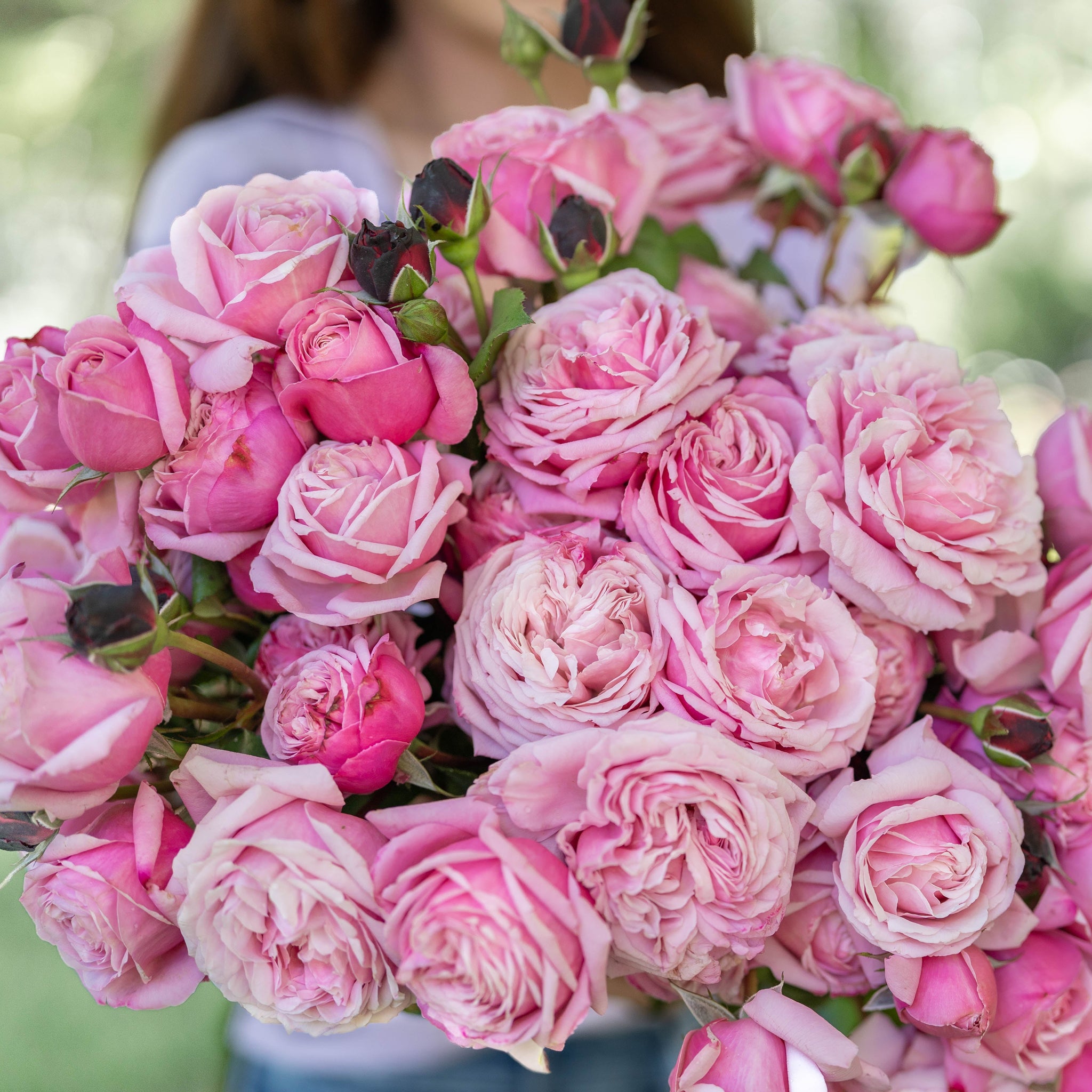 Cathedral Bells Potted Rose Bush | Grace Rose Farm
