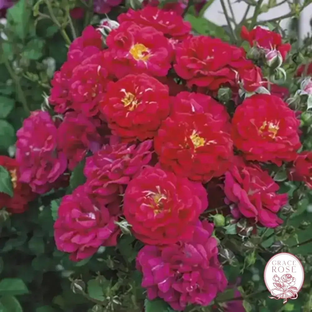 Children's Hope™ Potted Rose Bush - Grace Rose Farm