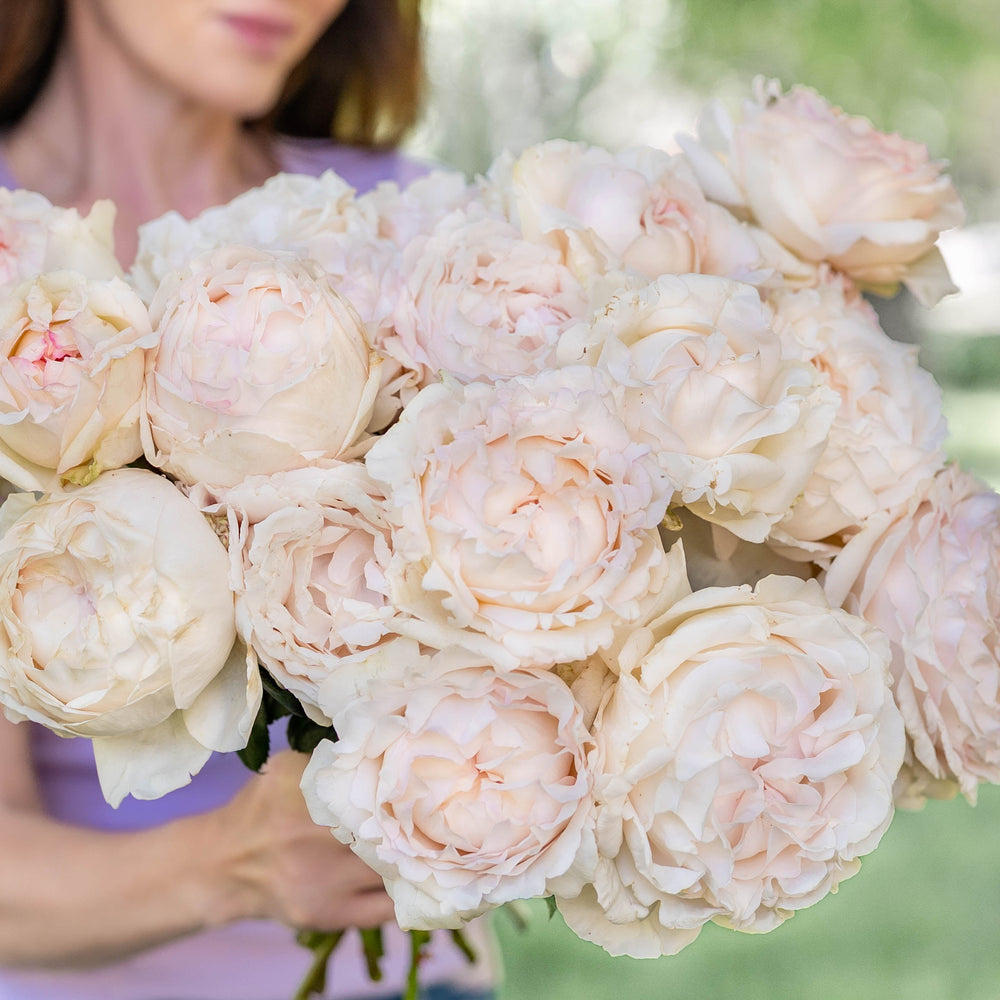 Gracie's Better Bare Root™ Roses - Grace Rose Farm
