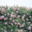 Colette Climbing Rose | Fragrant Pink Climbing Rose | Grace Rose Farm