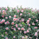Colette Climbing Rose | Fragrant Pink Climbing Rose | Grace Rose Farm
