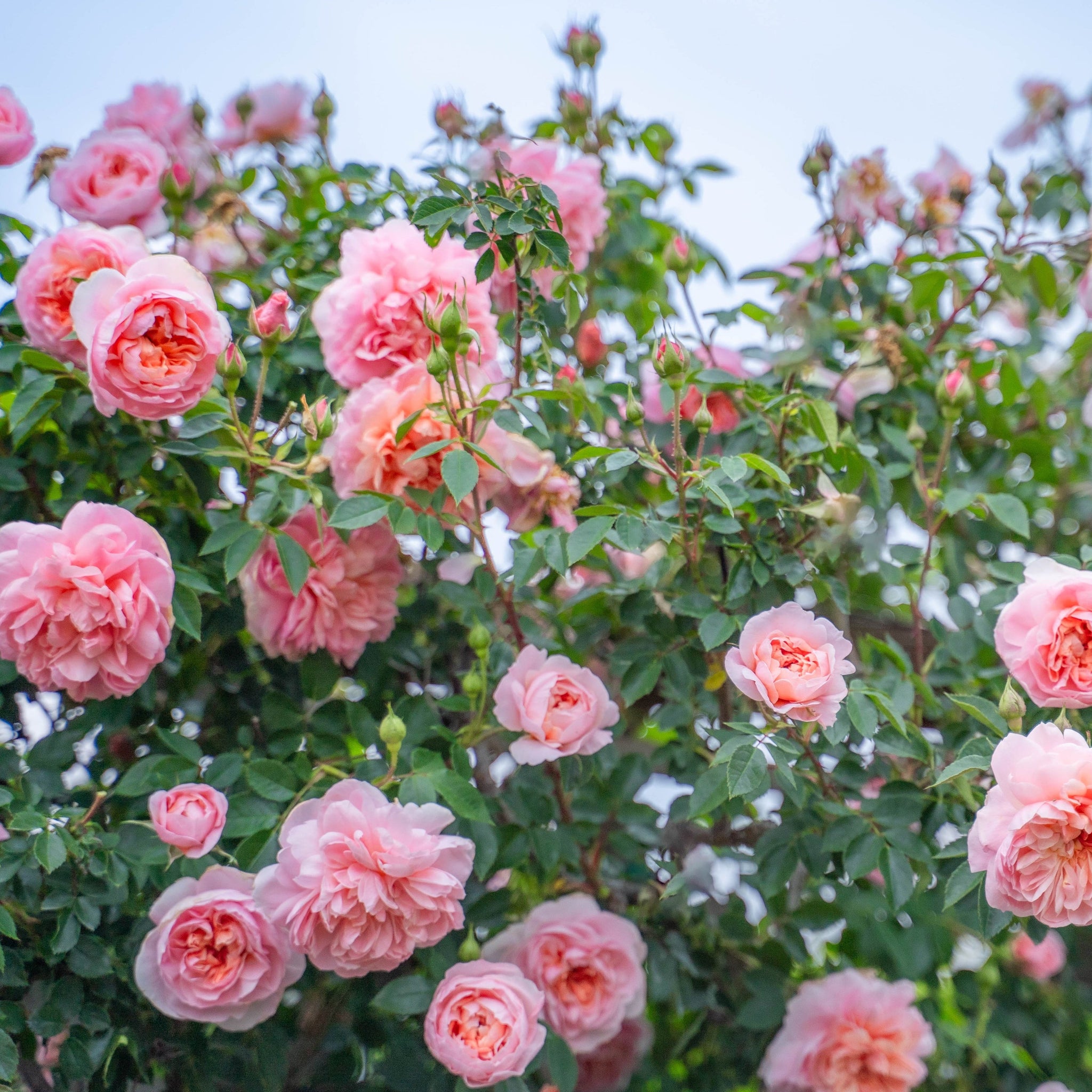 Colette Climbing Rose | Fragrant Pink Climbing Rose | Grace Rose Farm