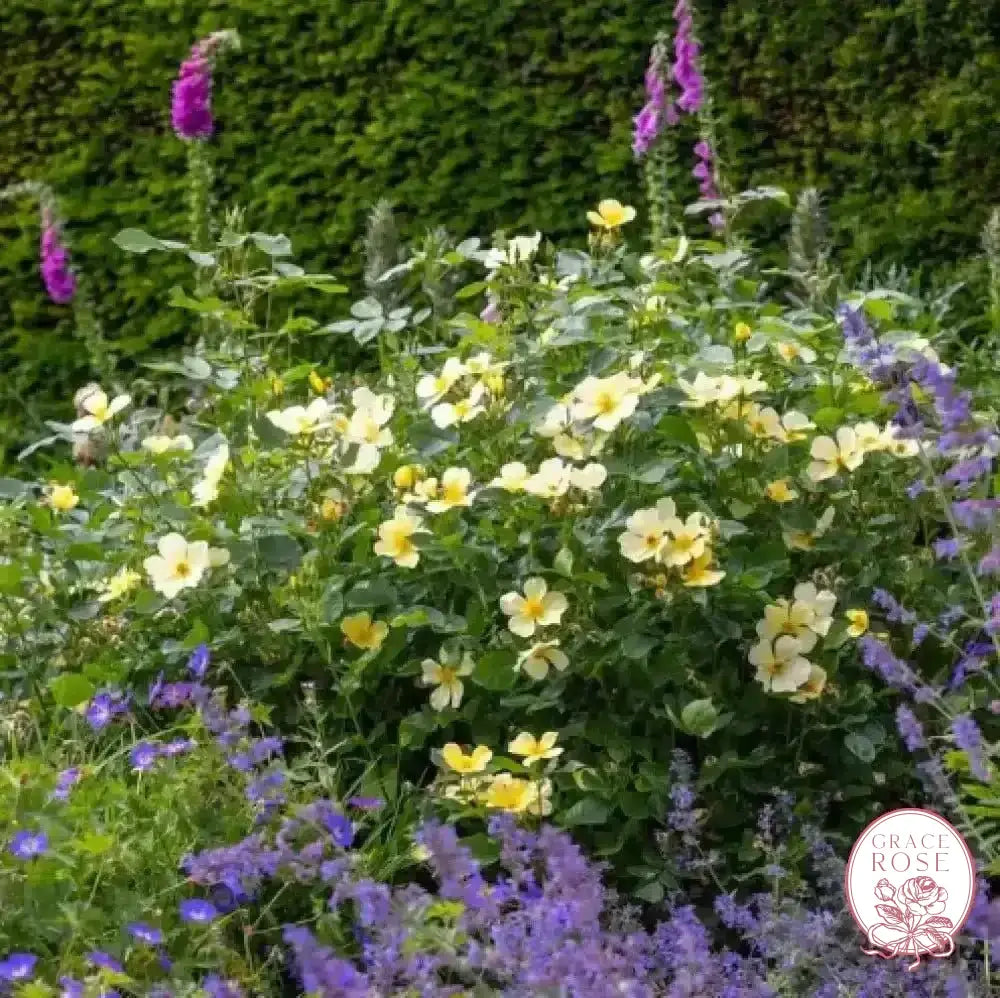 David Austin® Tottering By Gently Potted Rose Bush - Grace Rose Farm