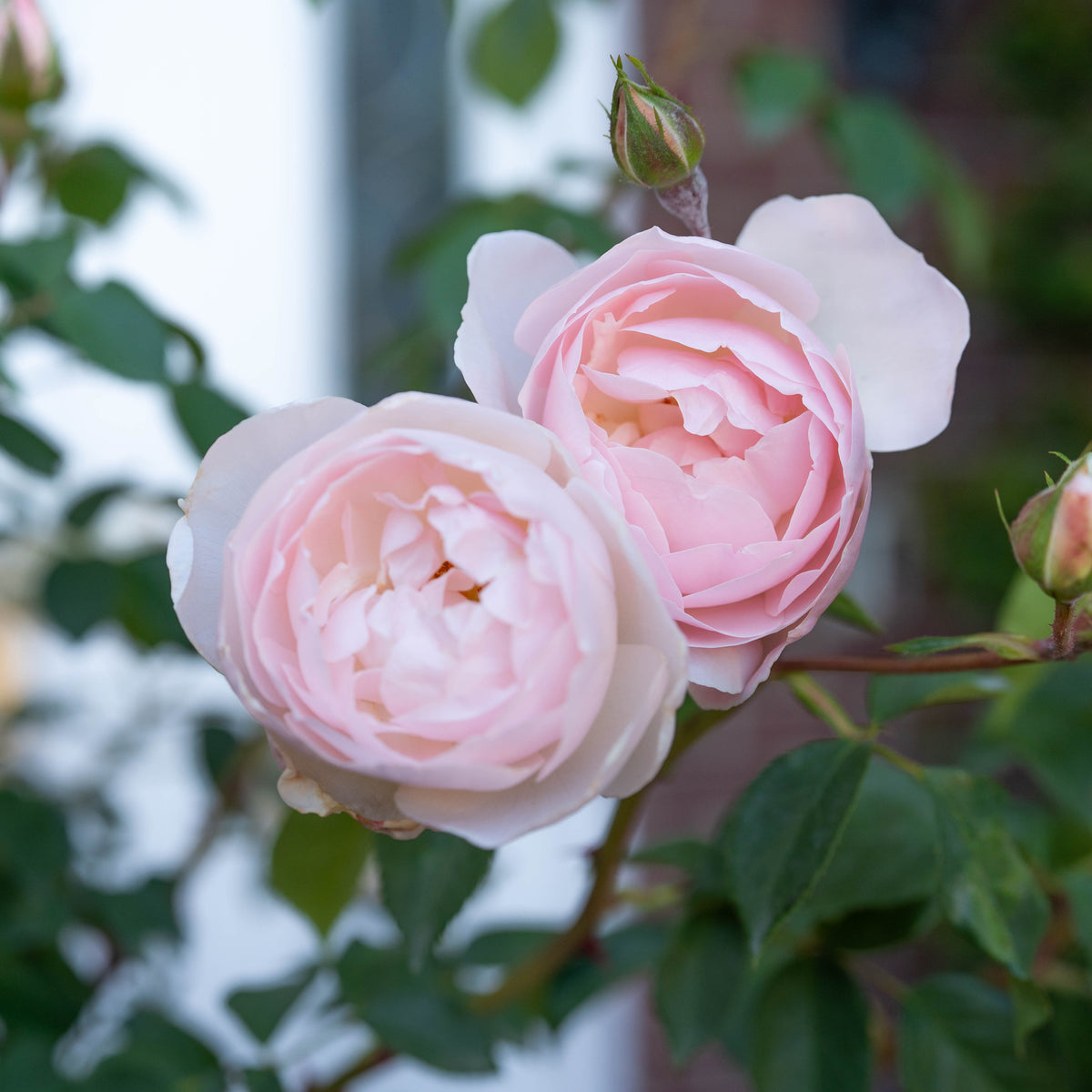 Desdemona Climbing Rose | David Austin White Climber | Grace Rose Farm