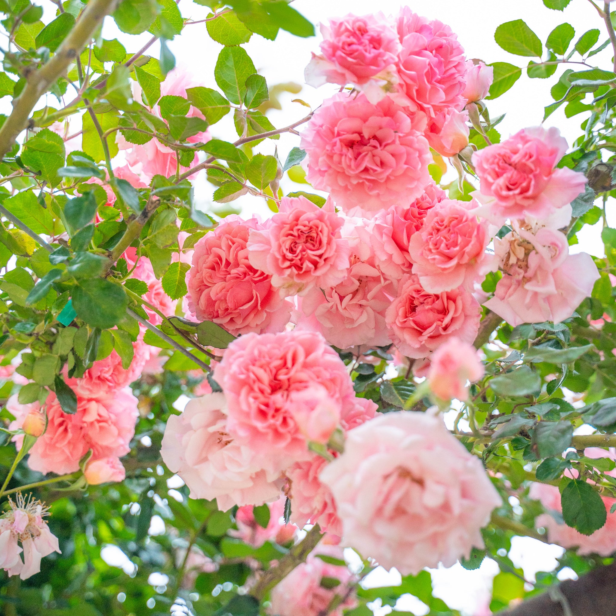 Dream Weaver™ Potted Climbing Rose - Grace Rose Farm