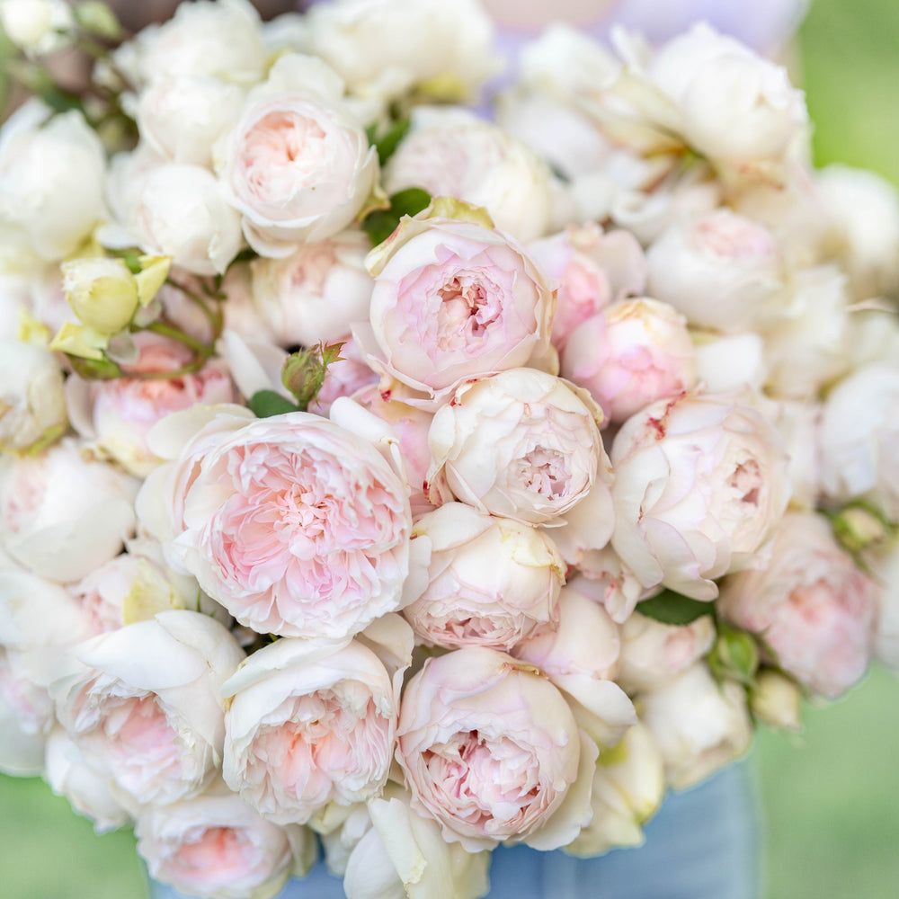 Rose Bush Collection - Grace Rose Farm