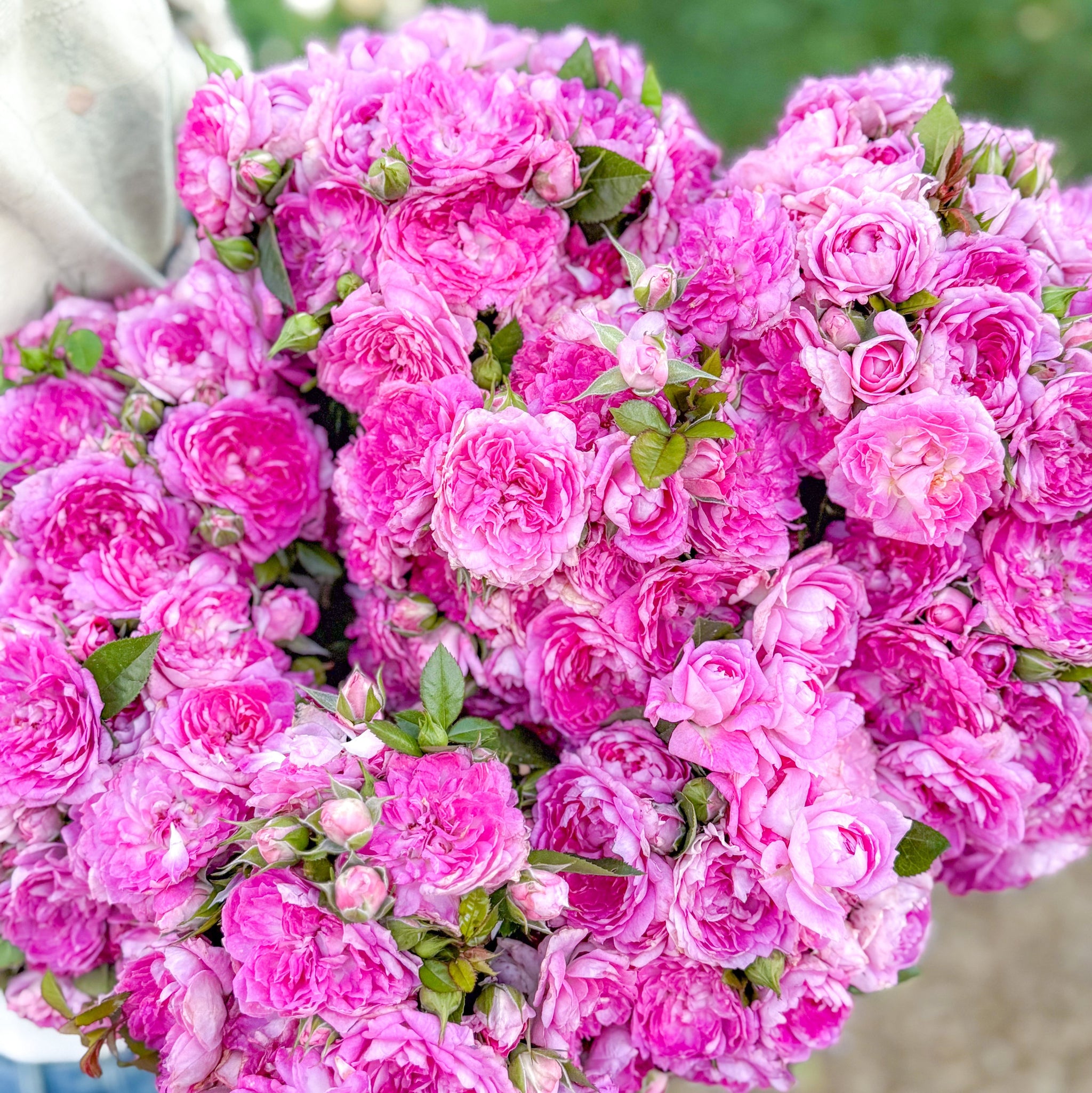 Easy Charmer™ Potted Rose Bush - Grace Rose Farm