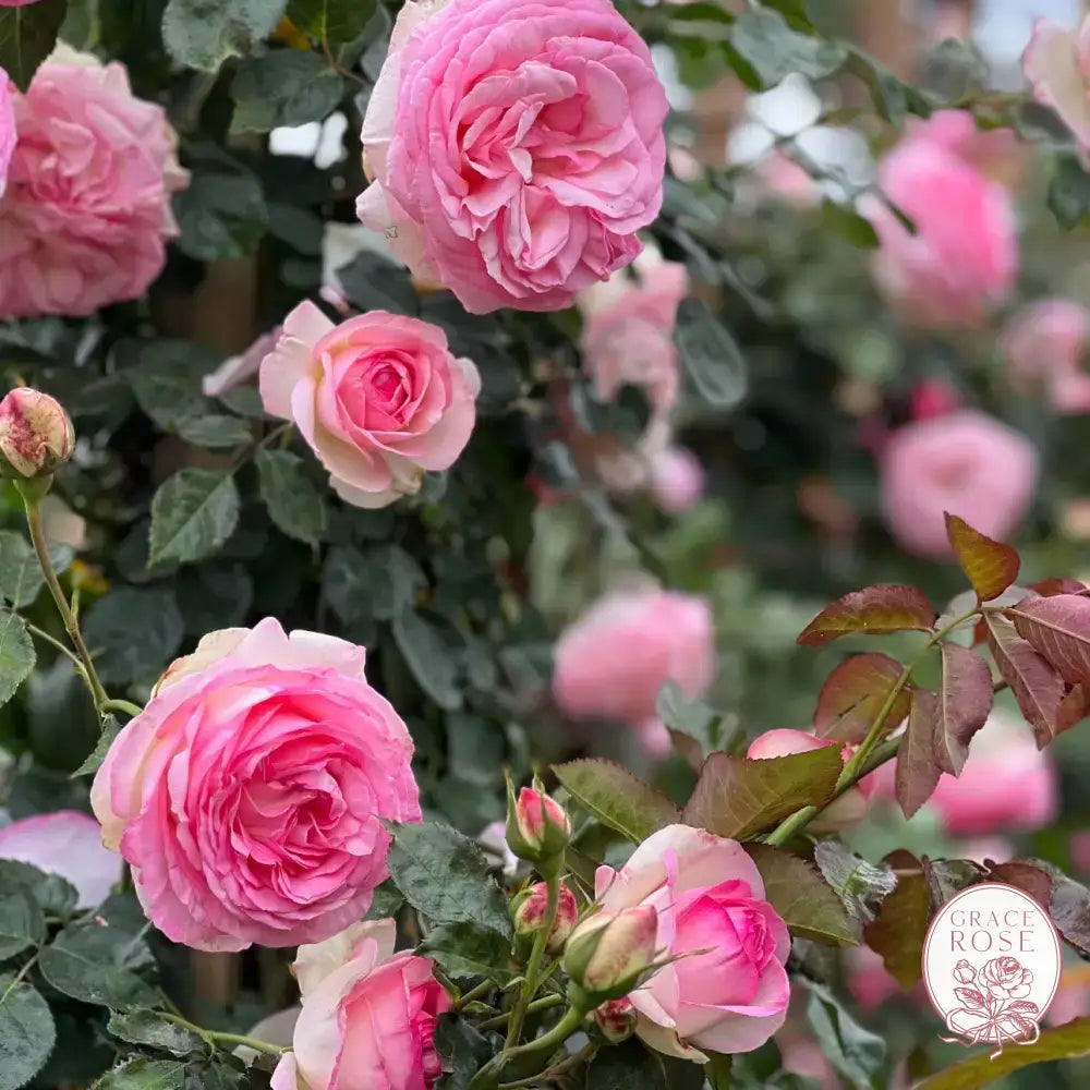 Parfuma Bliss Potted Rose Bush | Grace Rose Farm