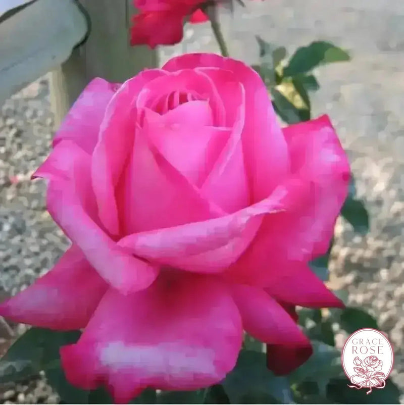 Elizabeth Taylor™ Potted Rose Bush - Grace Rose Farm