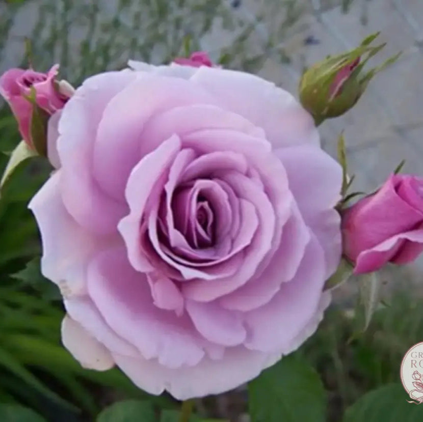 Fragrant Lavender Simplicity® Potted Rose Bush – Grace Rose Farm