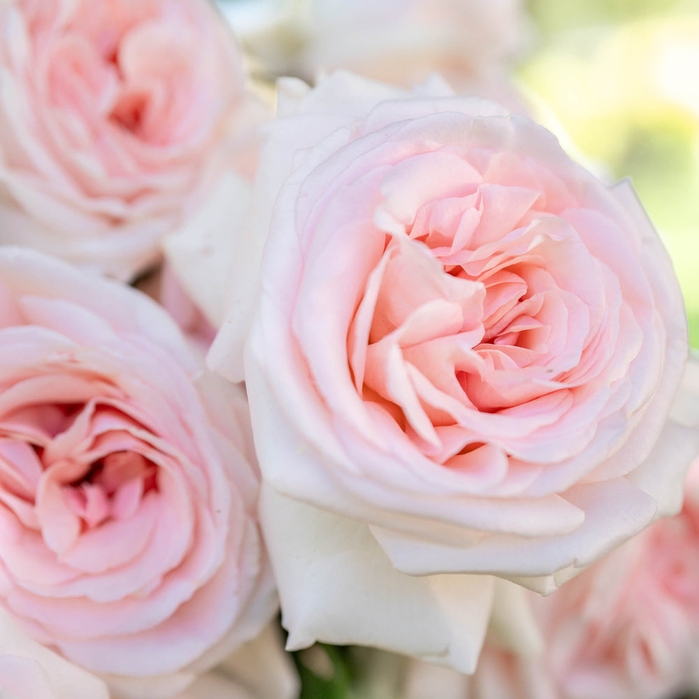 Best Roses For Zone 6 | Cold Hardy Picks | Grace Rose Farm