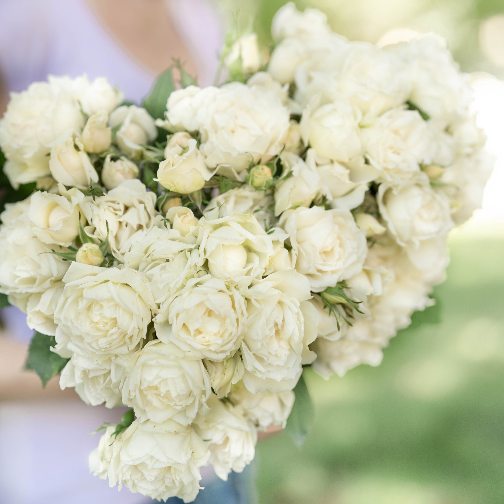 Icecap Potted Rose Bush | White Floribunda Rose Bush | Grace Rose Farm